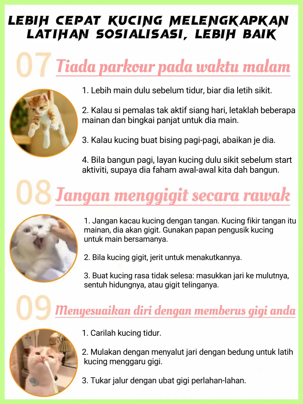Kamu tahu cara melatih kucing tak? 🤯 | Galeri disiarkan oleh Meow Meow | Lemon8