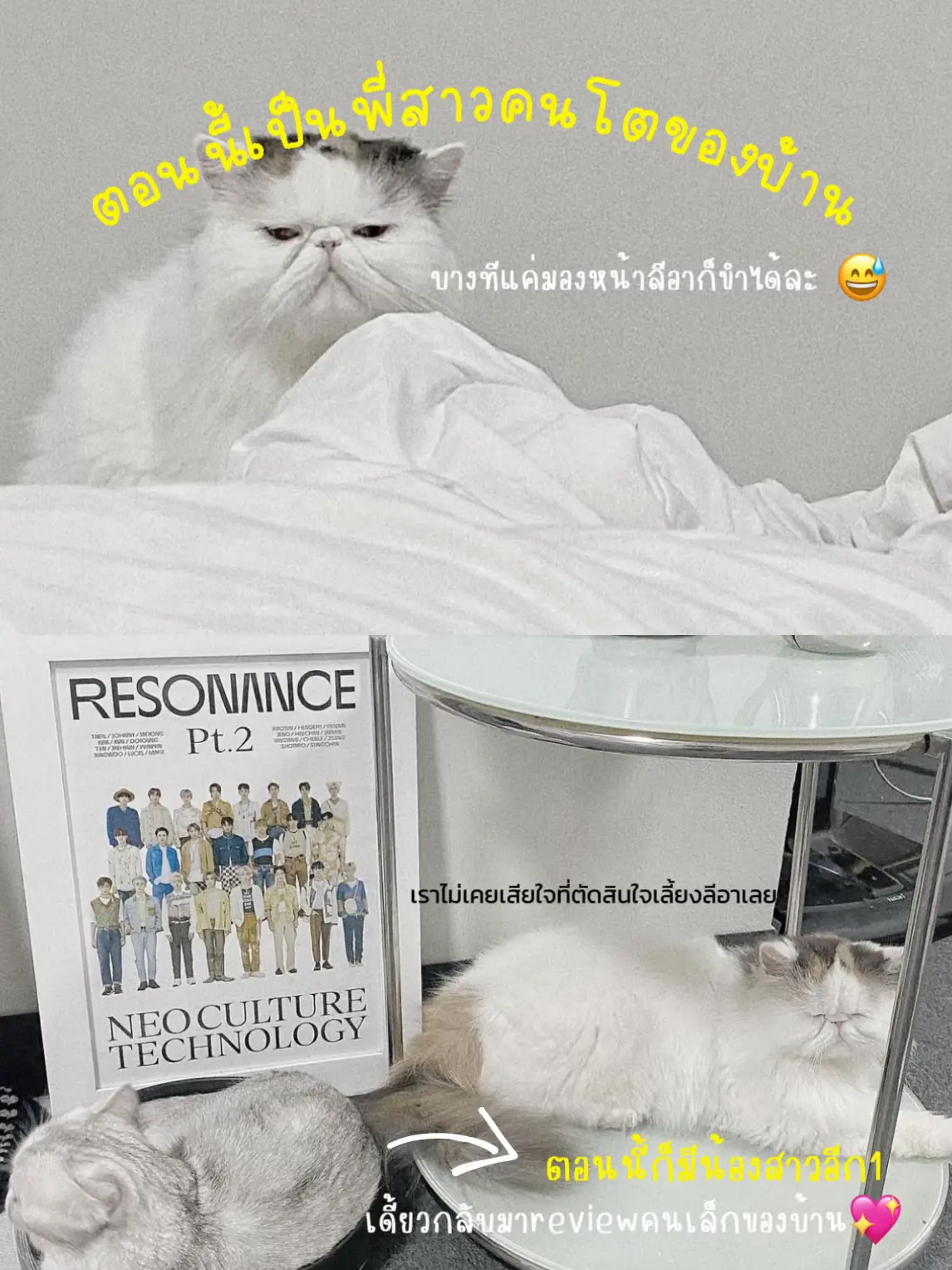 รีวิวแมวตัวแรก | แกลเลอรีที่โพสต์โดย TB Kim | Lemon8