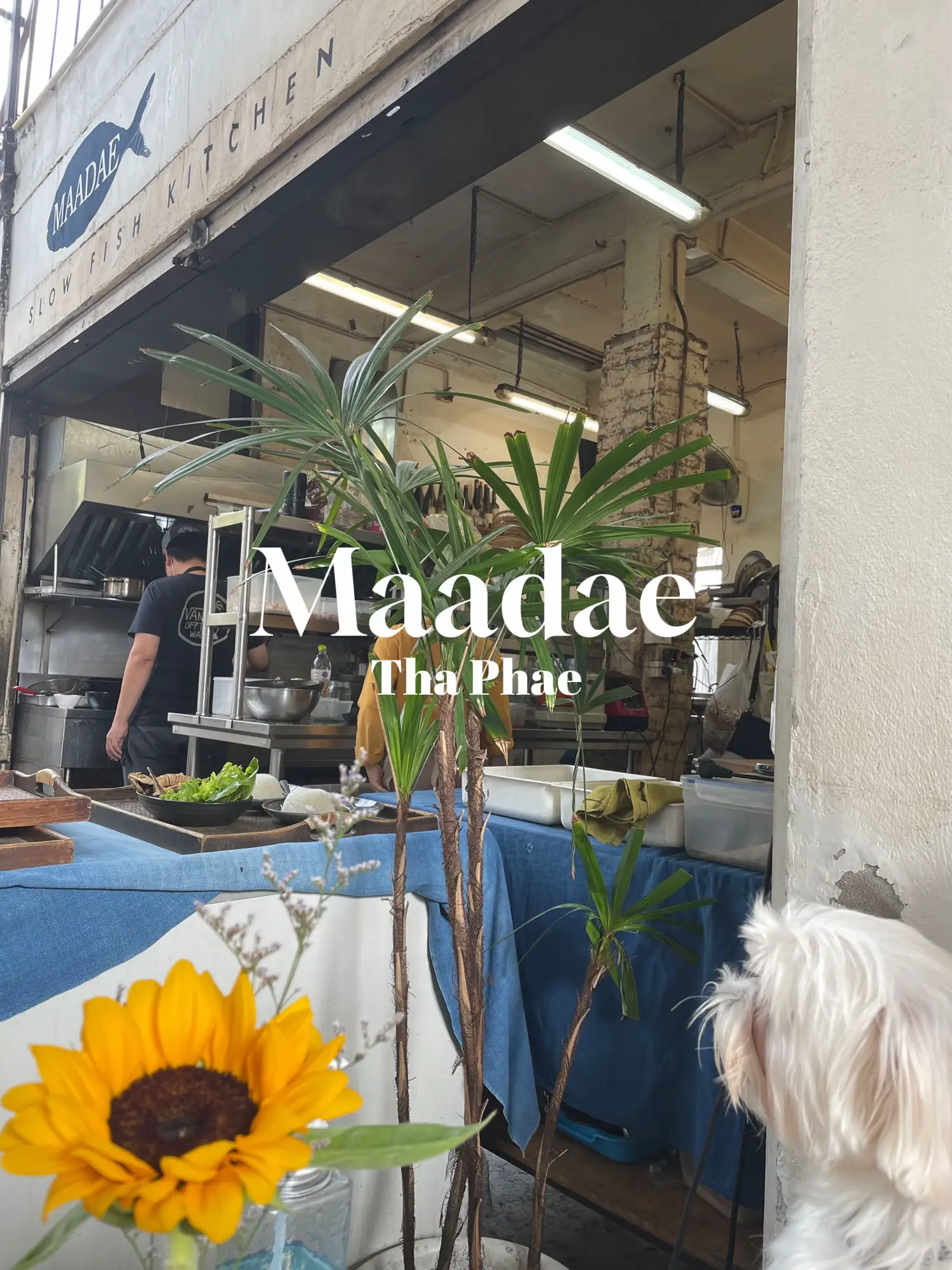 รวม Pet Friendly 🐶🐱 ที่เชียงใหม่ | แกลเลอรีที่โพสต์โดย Pat. | Lemon8