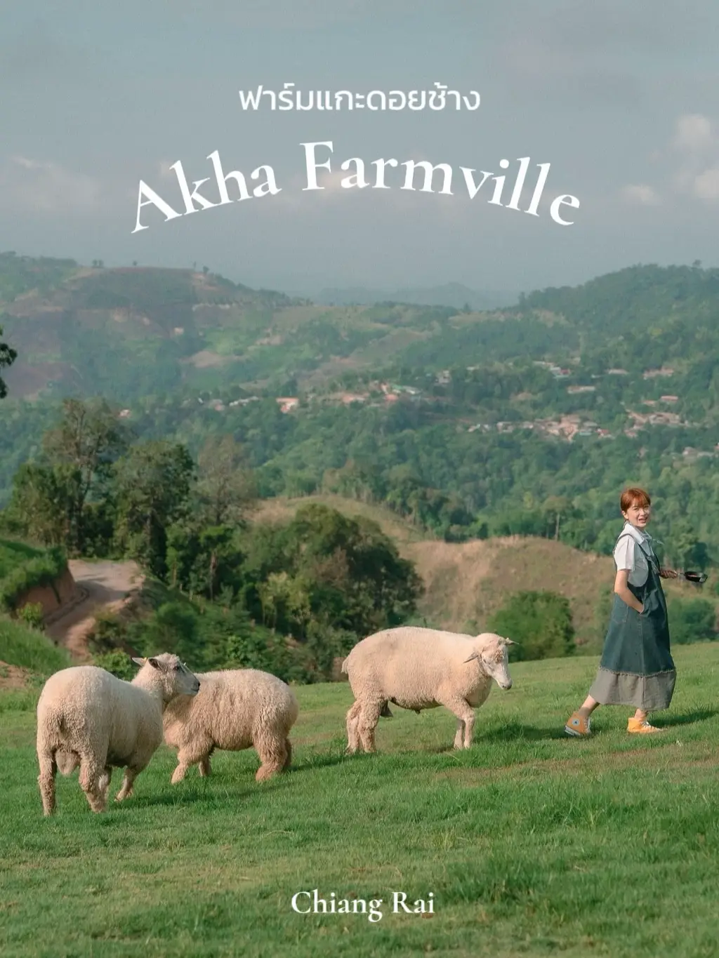พาเที่ยว Akha Farm @เชียงราย ฟาร์มแกะที่ฮิตที่สุดบนดอยช้าง | แกลเลอรี ...