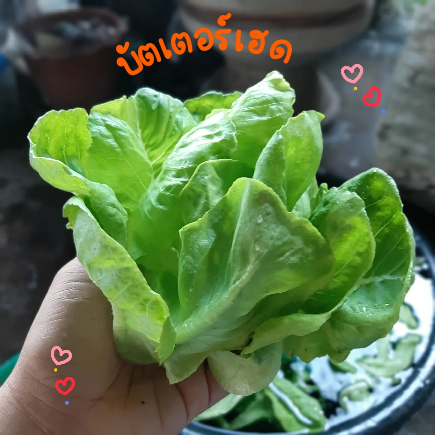 บัตเตอร์เฮด | แกลเลอรีที่โพสต์โดย Khwan Mam | Lemon8