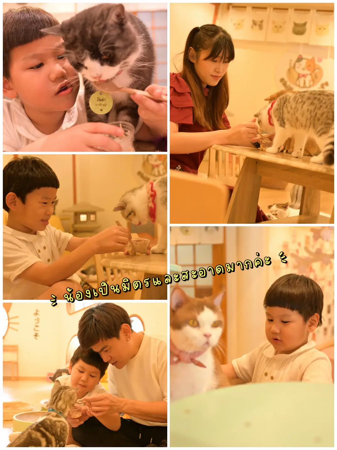 🐱 Chill Cat Cafe 🐱 ให้น้องแมวฮีลใจในวันที่อ่อนล้า ️ | แกลเลอรีที่โพสต์ ...