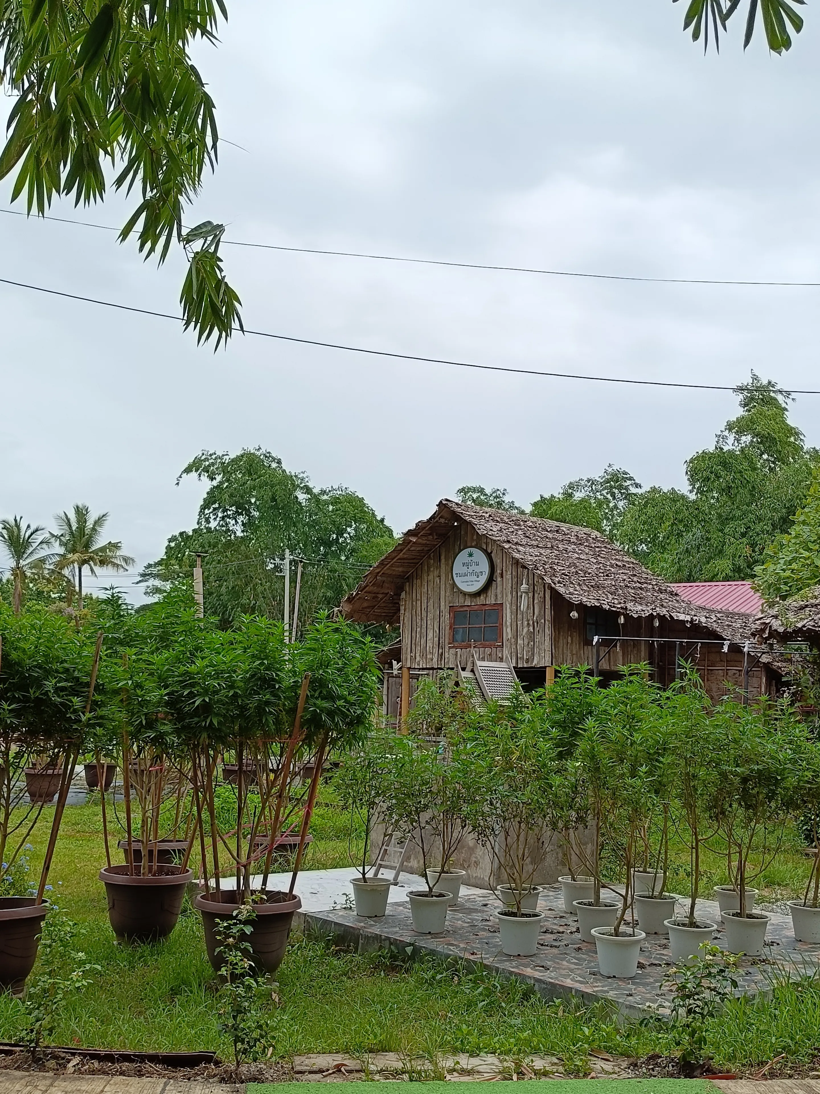 คาเฟ่เชียงใหม่ สารภี | แกลเลอรีที่โพสต์โดย Coffee Bar | Lemon8