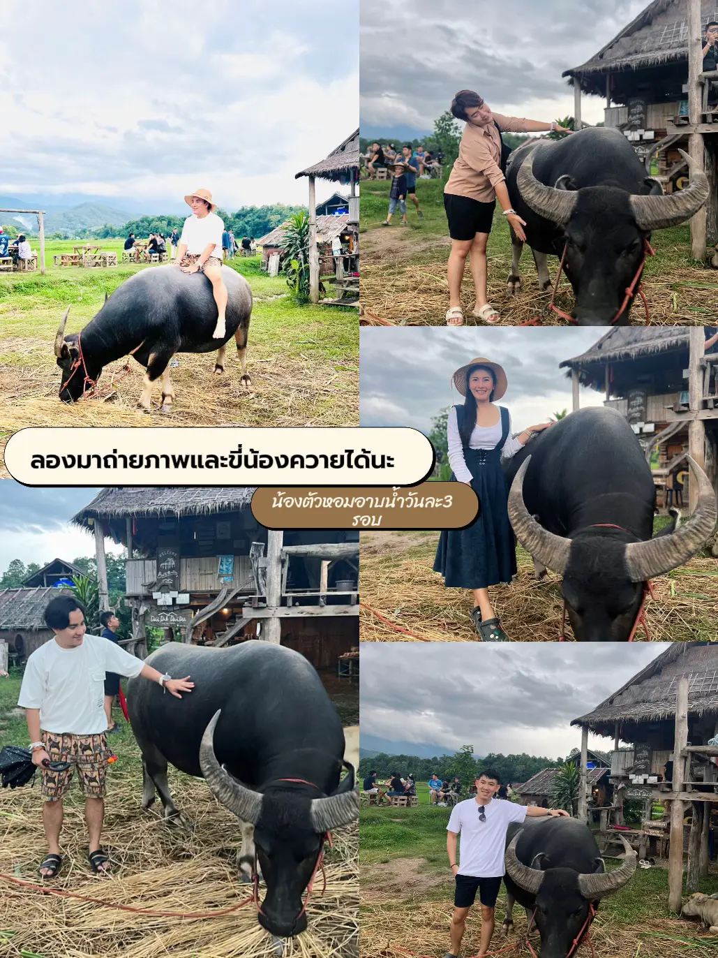 DaiDib DaiDee | แกลเลอรีที่โพสต์โดย ลองรีวิวดูก่อน | Lemon8