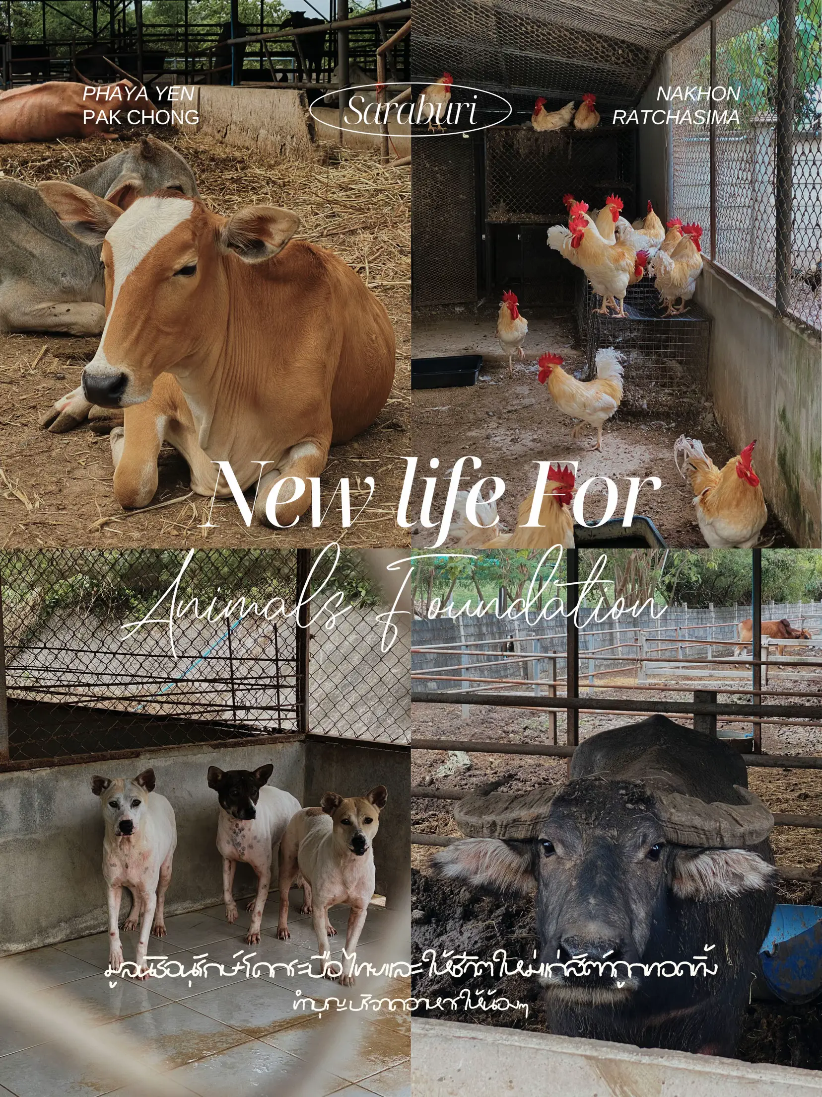 พาไปทำบุญให้สัตว์ถูกทอดทิ้งกัน 🐃🐕🐈🐑🐐🐓 | แกลเลอรีที่โพสต์โดย Nivarin.kt ...