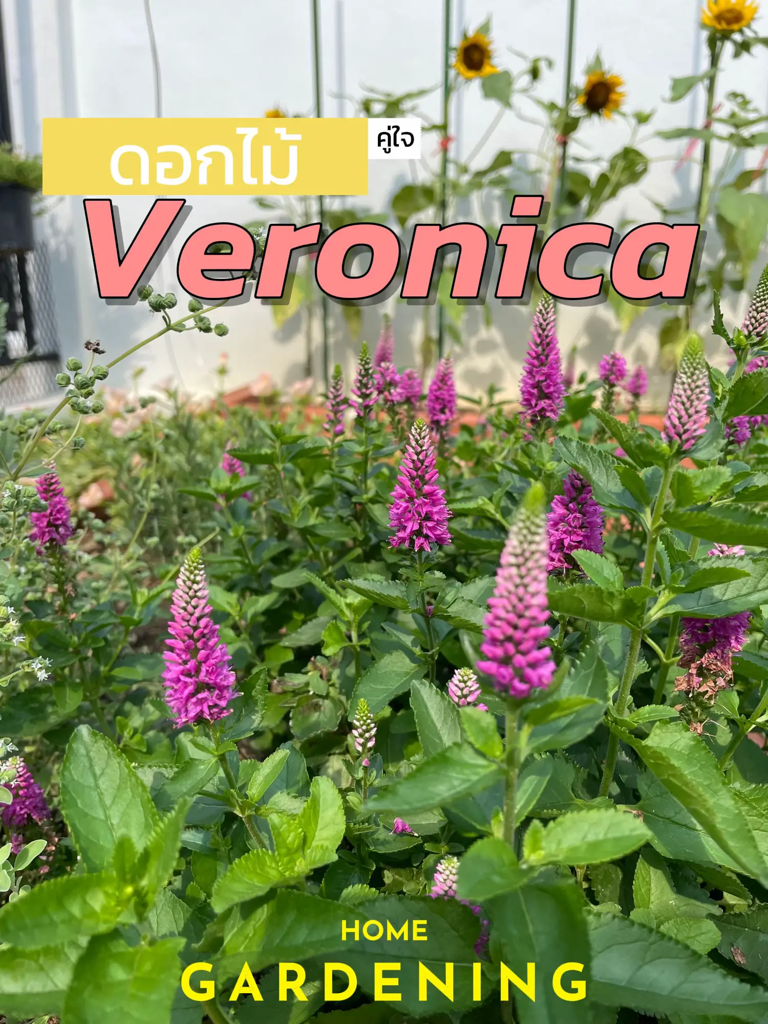 เวโรนิก้า (veronica) ไม้ดอกสุดสวยที่หลายๆคนยังไม่รู้จัก 😍 | แกลเลอรีที่ ...