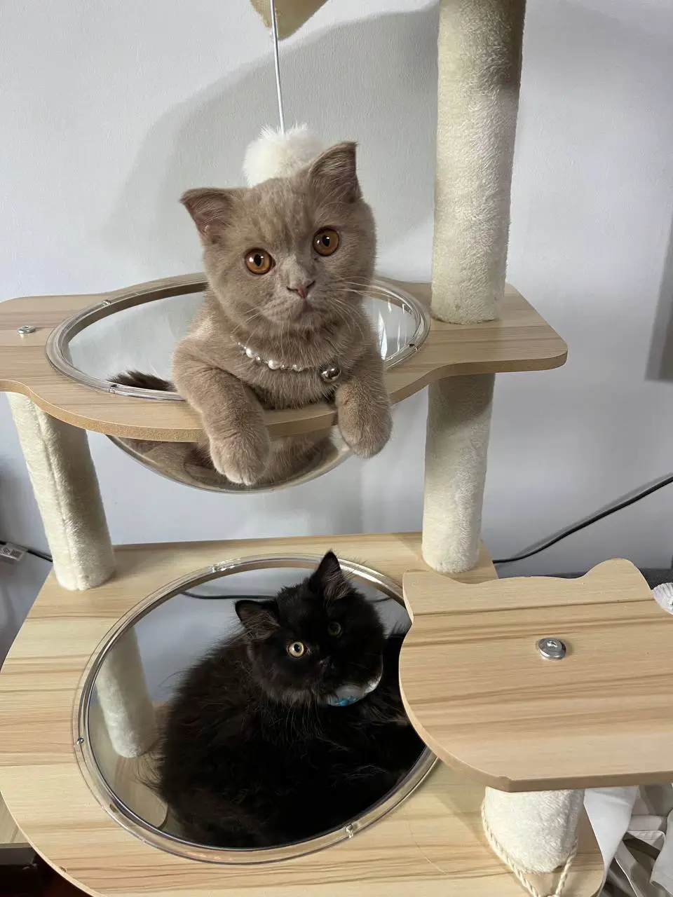 Meet Tomi: The best first cat you can ever ask for | Gallery posted by ...