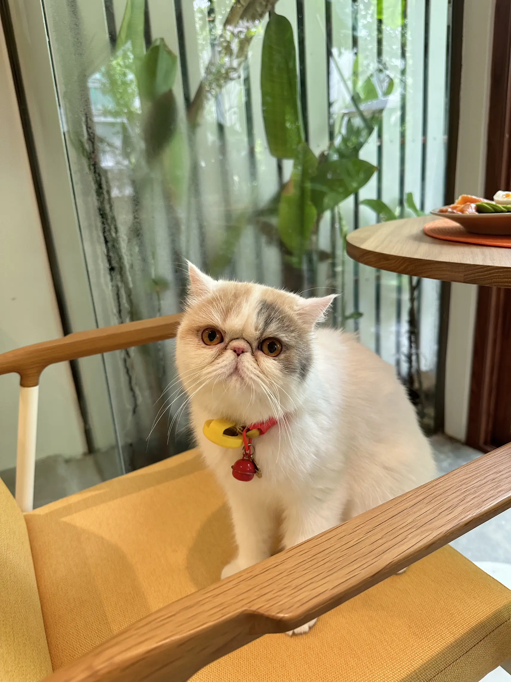 Allo house คาเฟ่เปิดใหม่ใจกลางเมือง🍊🏡 | แกลเลอรีที่โพสต์โดย Praephun 🫧 ...