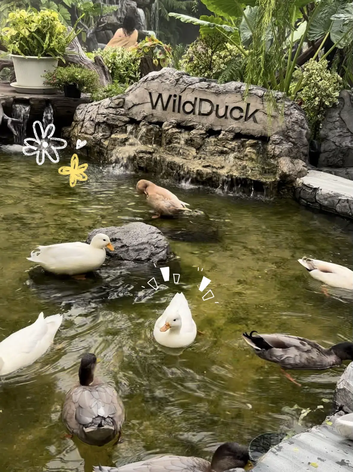 Wild Duck Cafe คาเฟ่เป็ด ย่านมีนบุรี | แกลเลอรีที่โพสต์โดย riangploy ...