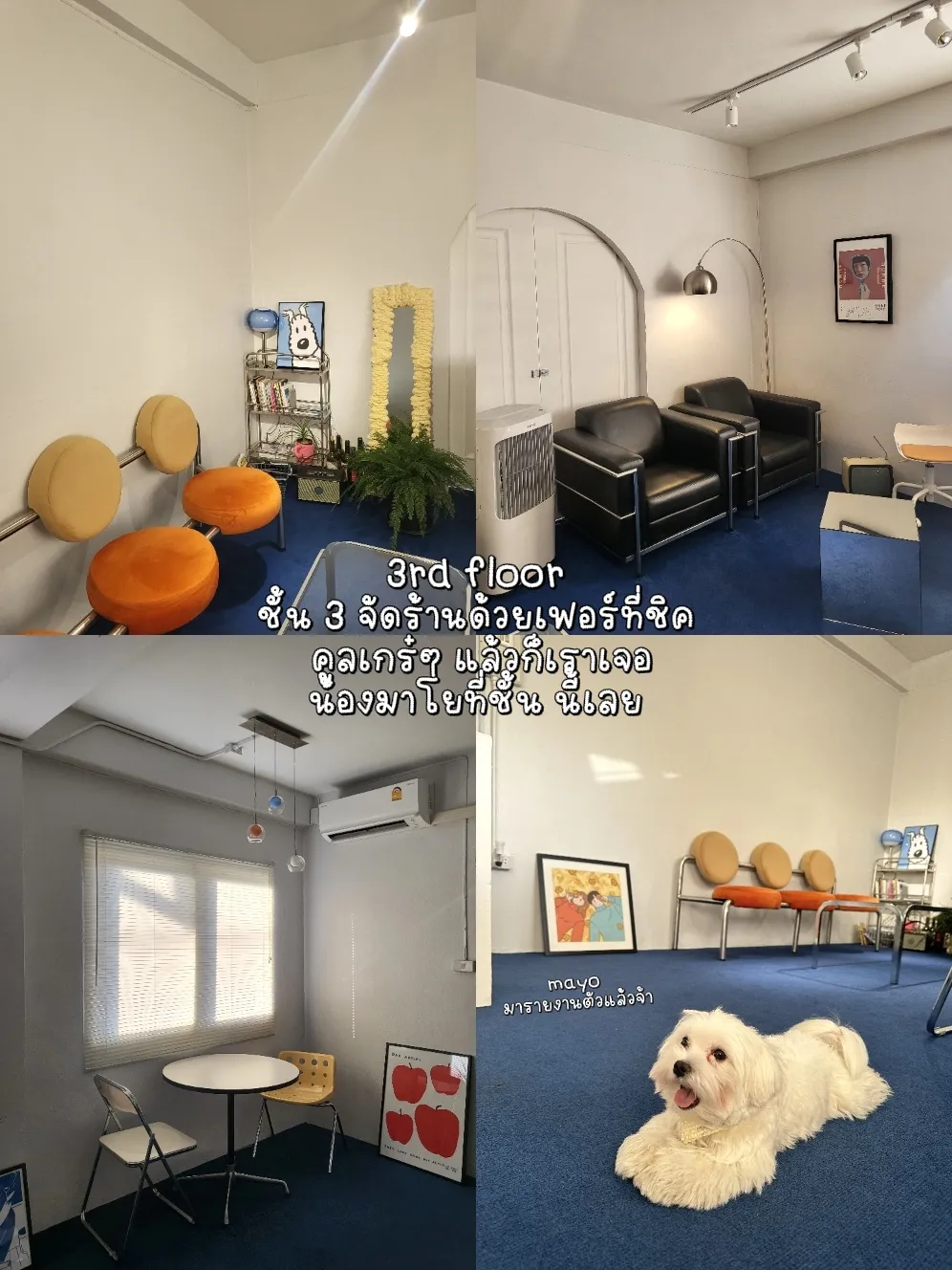 TUESDAY CLOSE CAFE กับ น้องมาโย🐶 📍เชียงใหม่ | แกลเลอรีที่โพสต์โดย ...