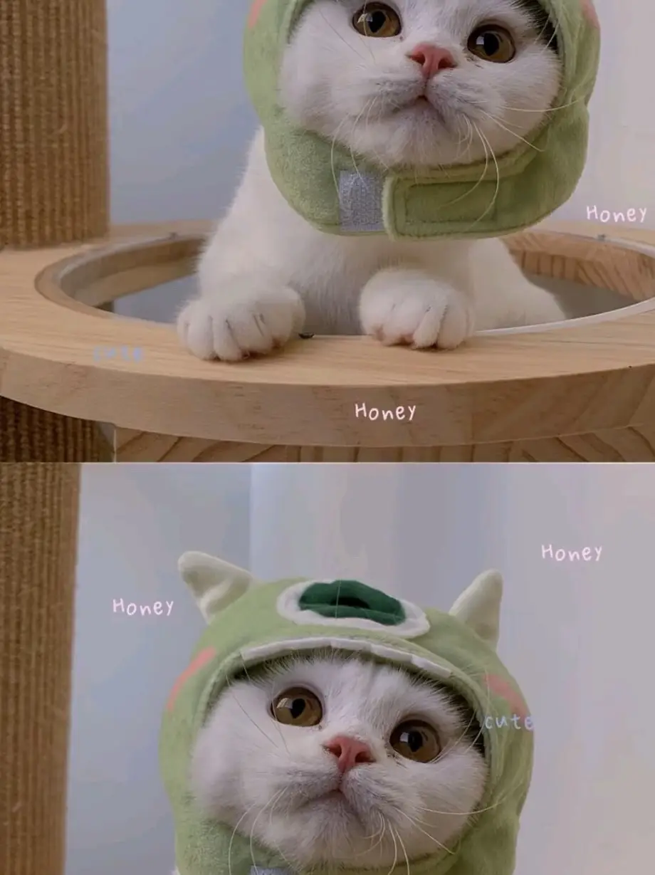 แจกวอลเปเปอร์ น้องแมว 🐈 แกลเลอรีที่โพสต์โดย มู่หลานชอบแจก Lemon8