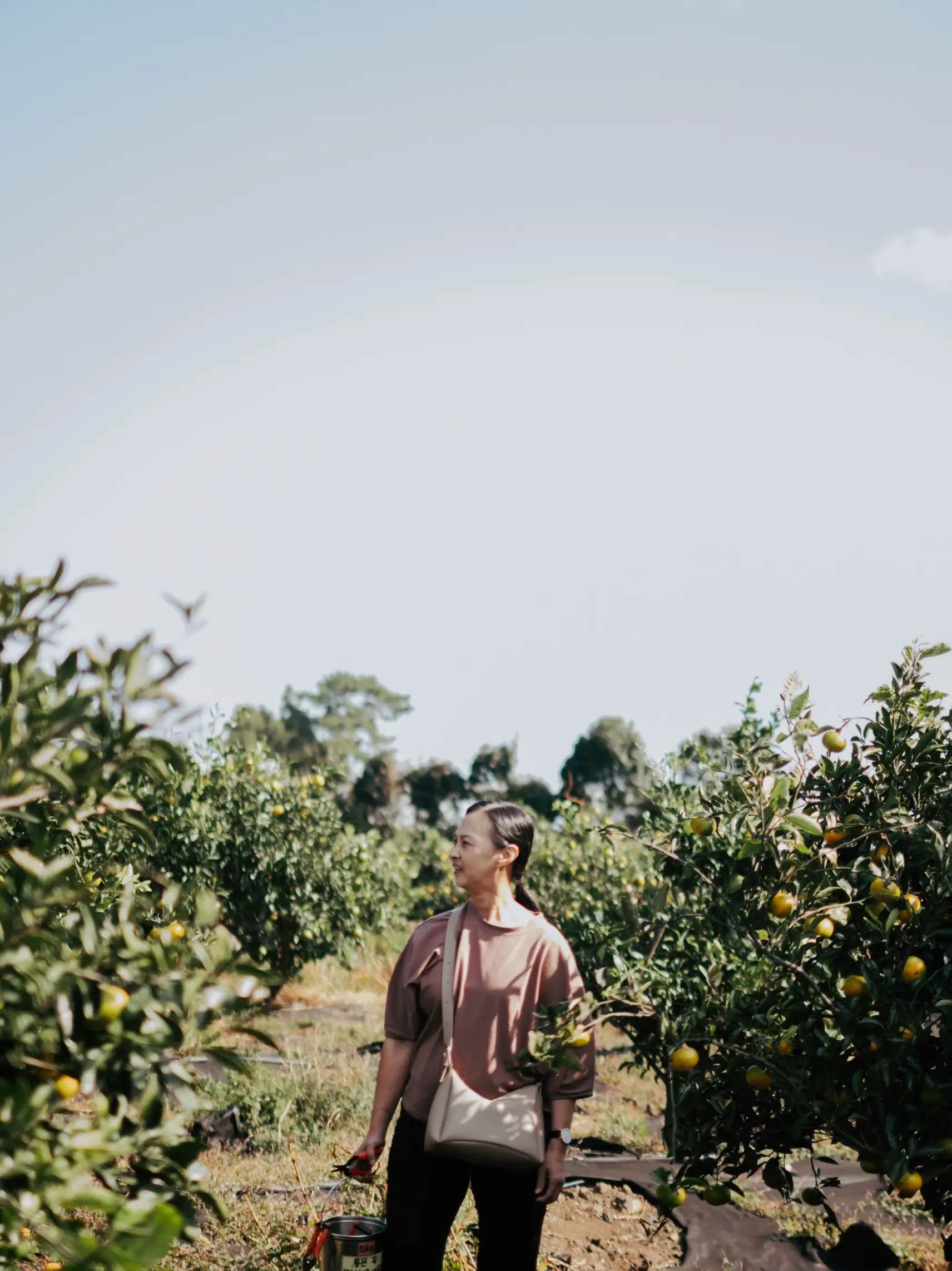 tangerine picking in jeju 🍊🍊 | Gallery posted by Katelyn | Lemon8