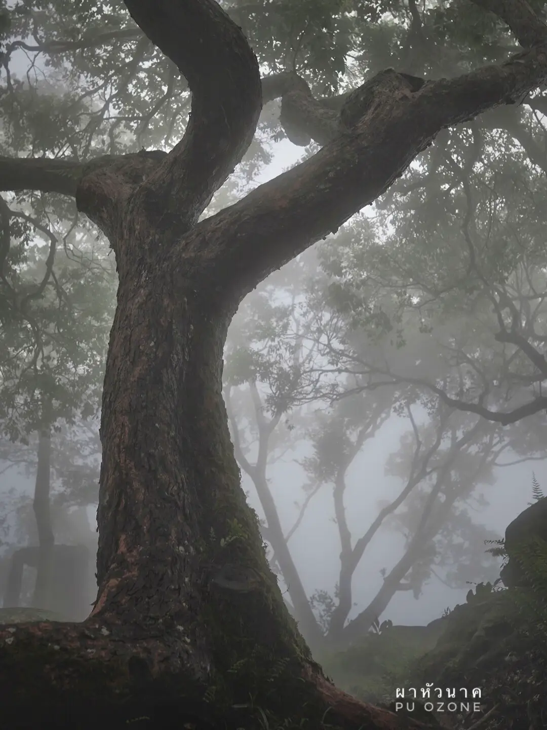 ผาหัวนาค | แกลเลอรีที่โพสต์โดย Pu Ozone | Lemon8