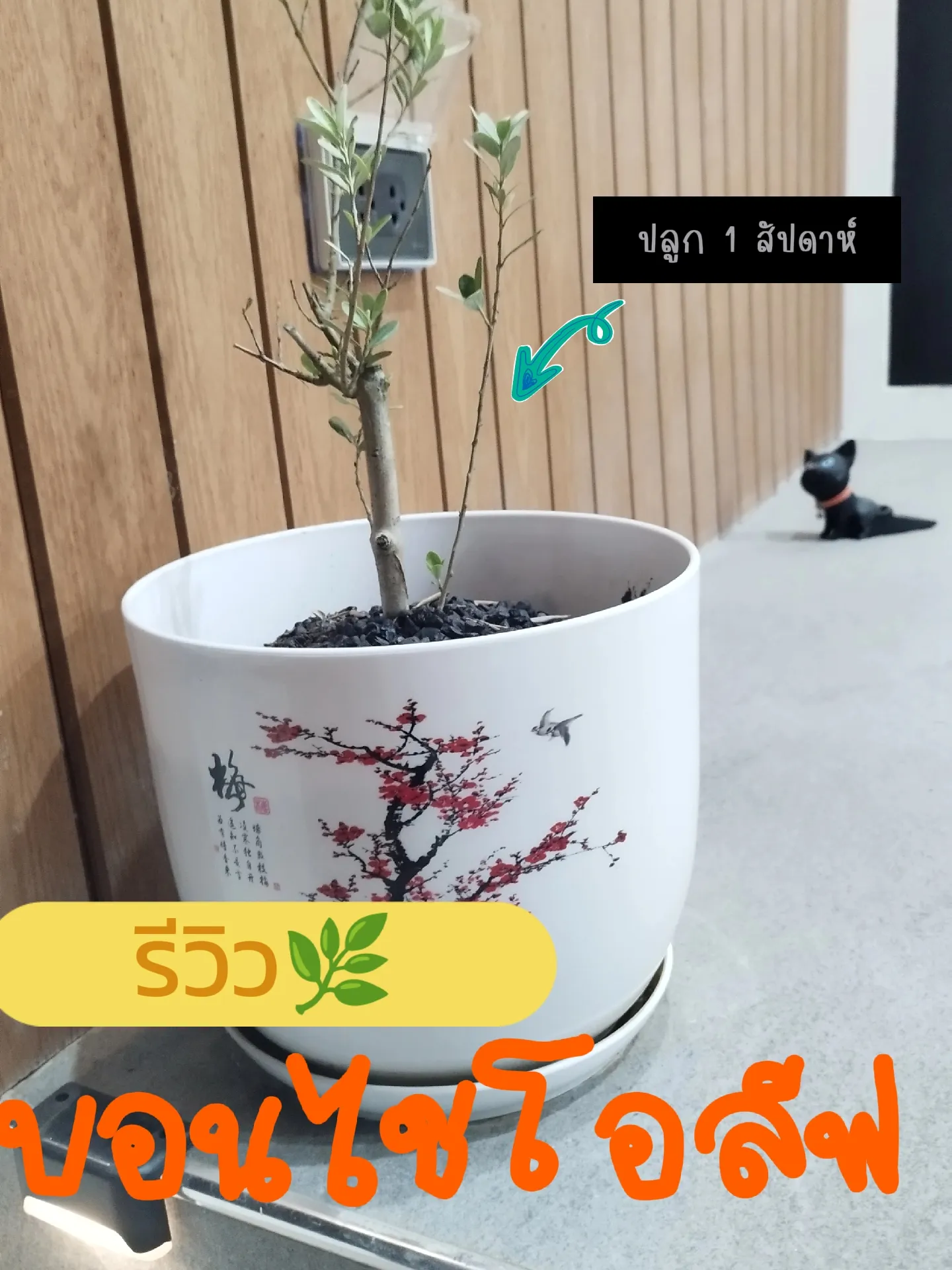 Review of Bonsai Olive for 790 baht after 7 days planting | Gallery ...