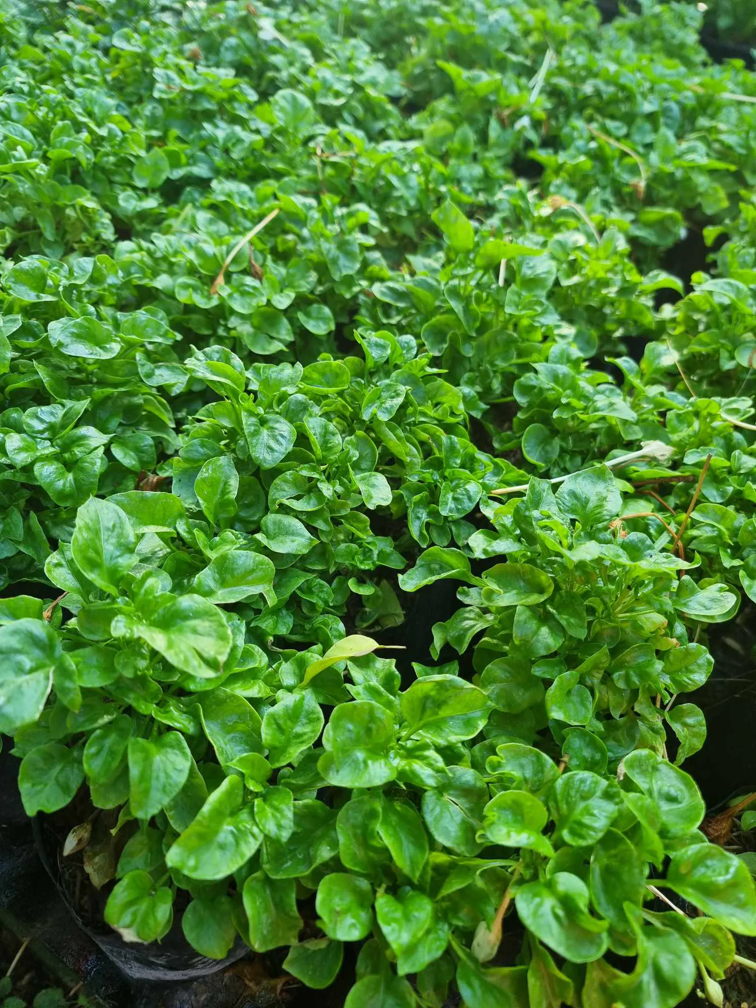 จะดีกว่ามั้ยคะ ถ้าเราปลูกผักไร้สารไว้ทานเองได้ | แกลเลอรีที่โพสต์โดย ...