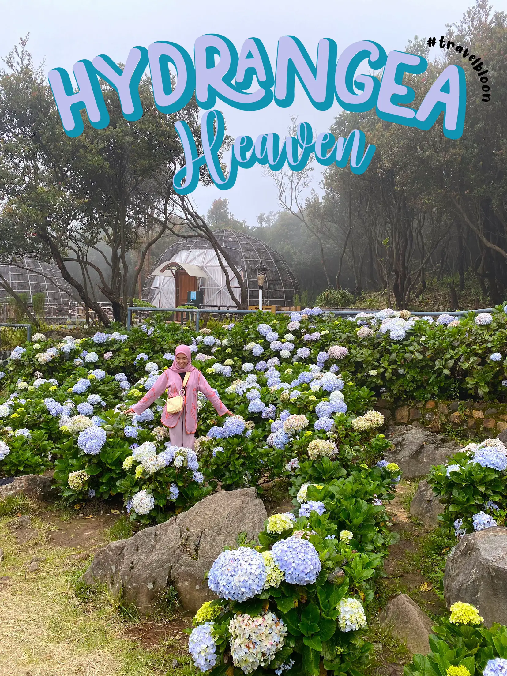 HYDRANGEA HEAVEN HANYA DI GARUT??🪻🌸 | Galeri diposting oleh Travel Bloon!👀 | Lemon8