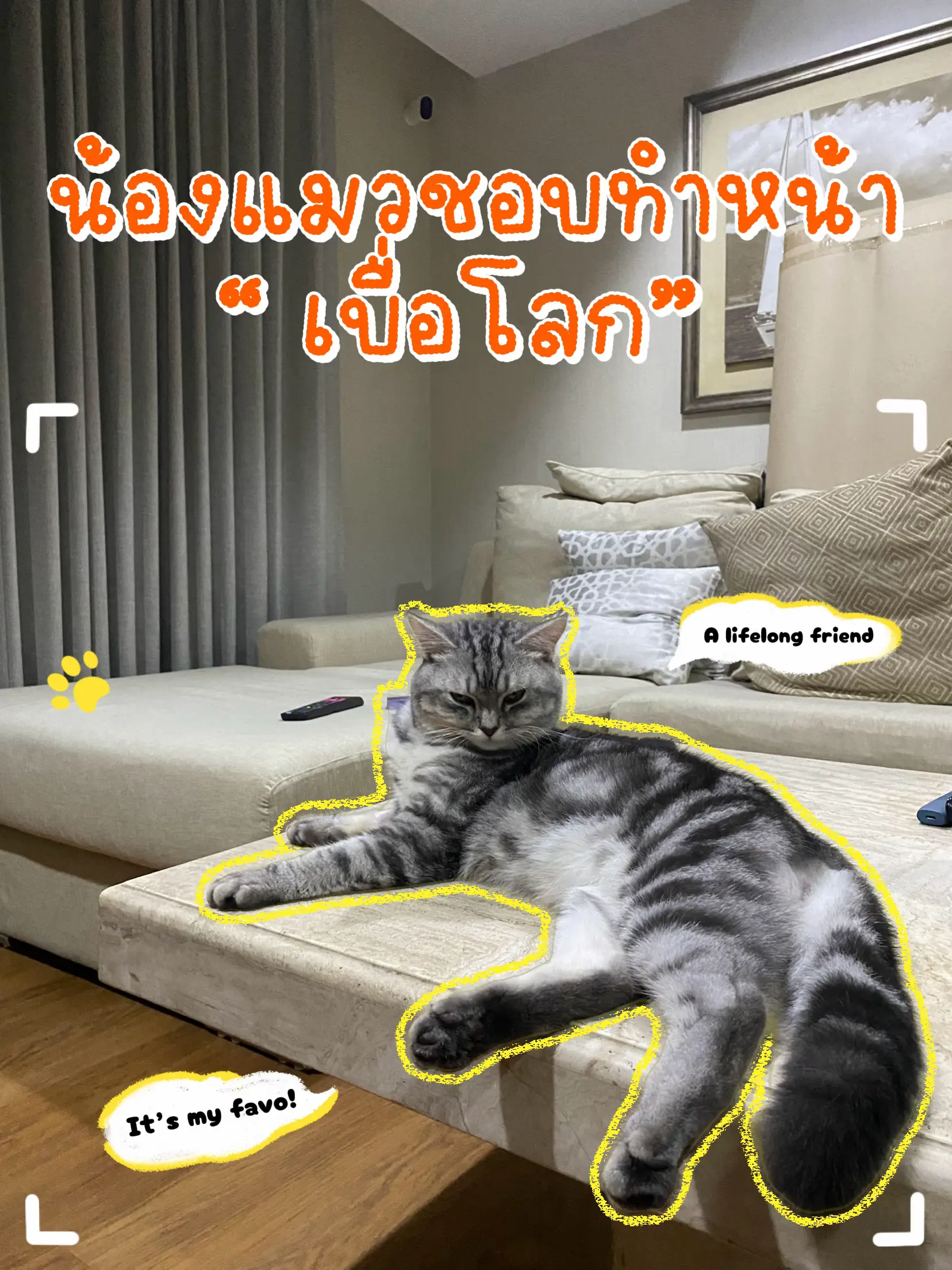 Cat, who is like this? Like the face like "bored of the world ...