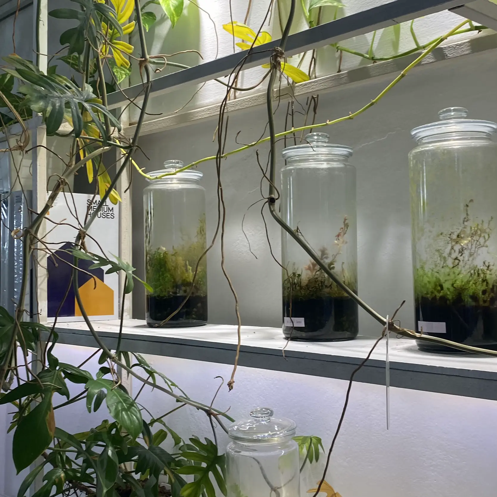 Plant Workshop Cafe ค่าเฟ่ต้นไม้ย่านราชเทวี 🌱 | แกลเลอรีที่โพสต์โดย Nychakim | Lemon8