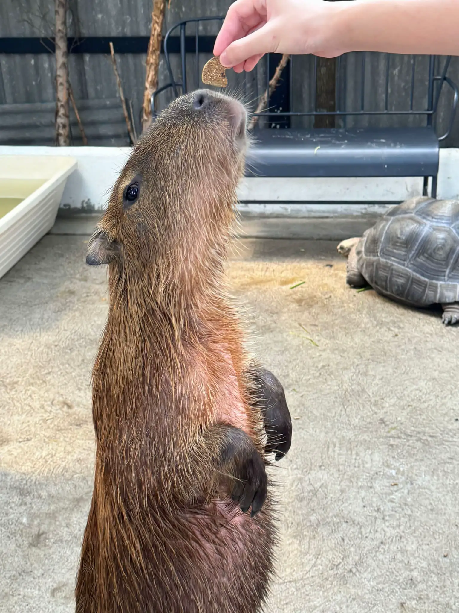 best capybara cafe in Bangkok - Lemon8 Search