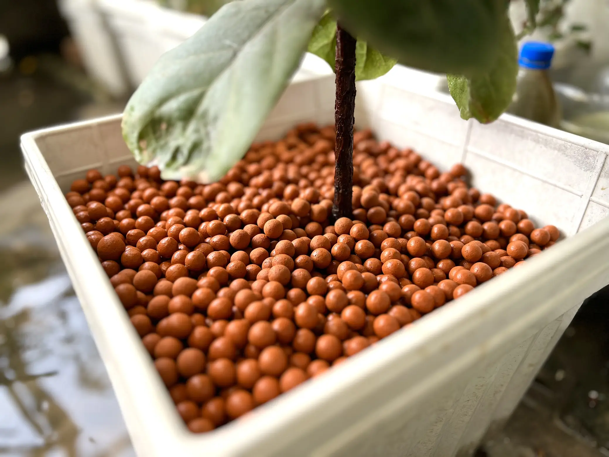 Vegetable Growing Soil Pellets Tree Growing Soil Pellets Herbal Nursing ...