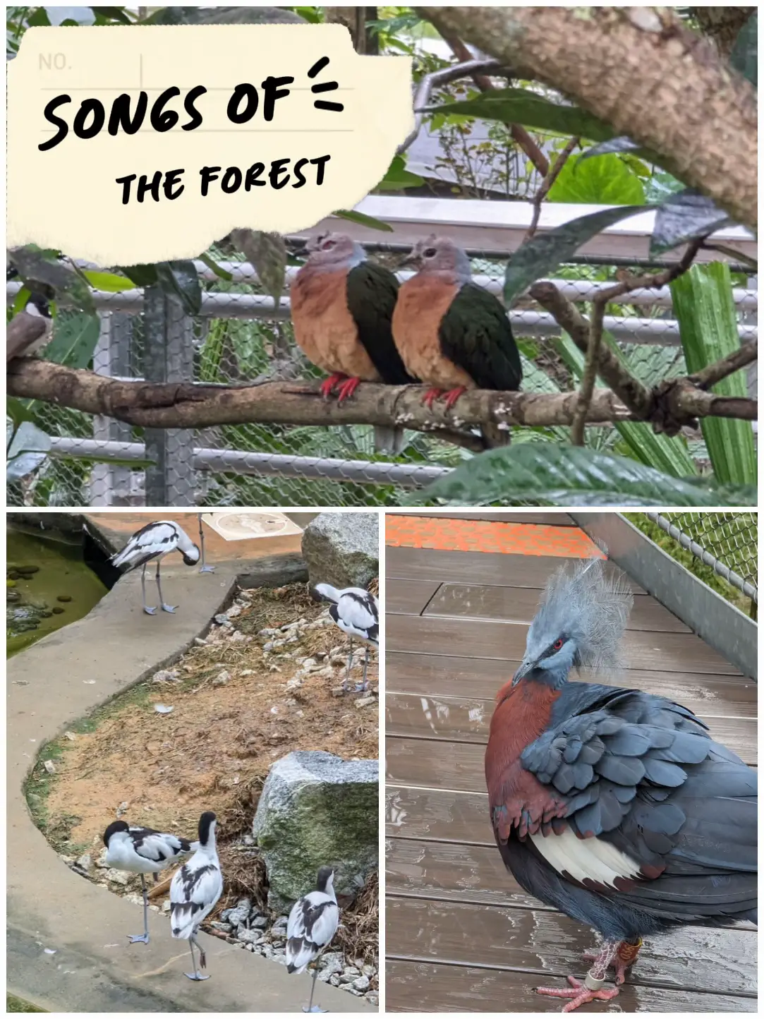 Bird Paradise 🦜🦩🦚🕊️🦢 | Gallery posted by Perlyn Estelia | Lemon8