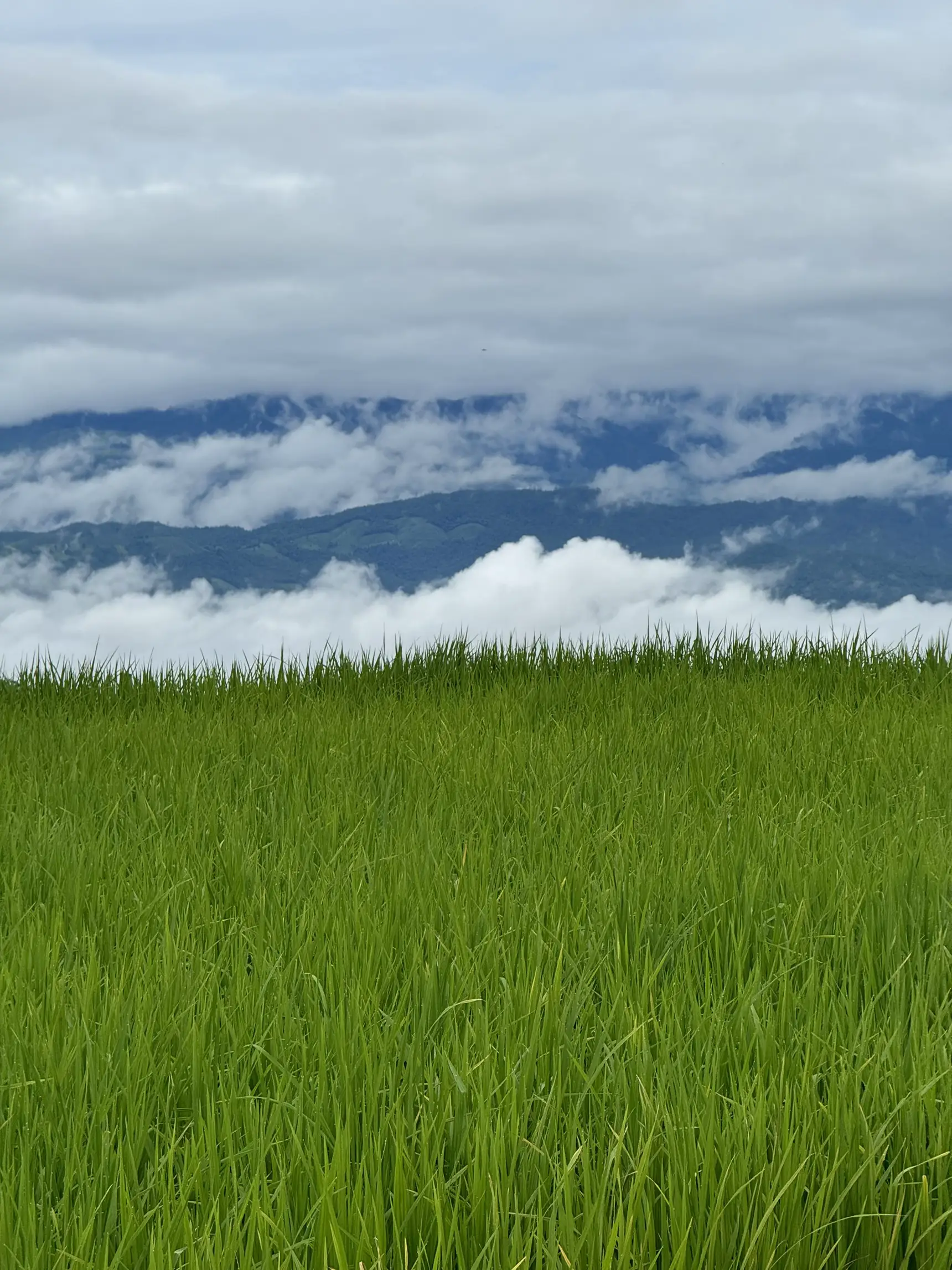 ที่พักป่าบงเปียง | จ.เชียงใหม่ 🏡⛰️🌾🌧️ | แกลเลอรีที่โพสต์โดย ewery.pump | Lemon8