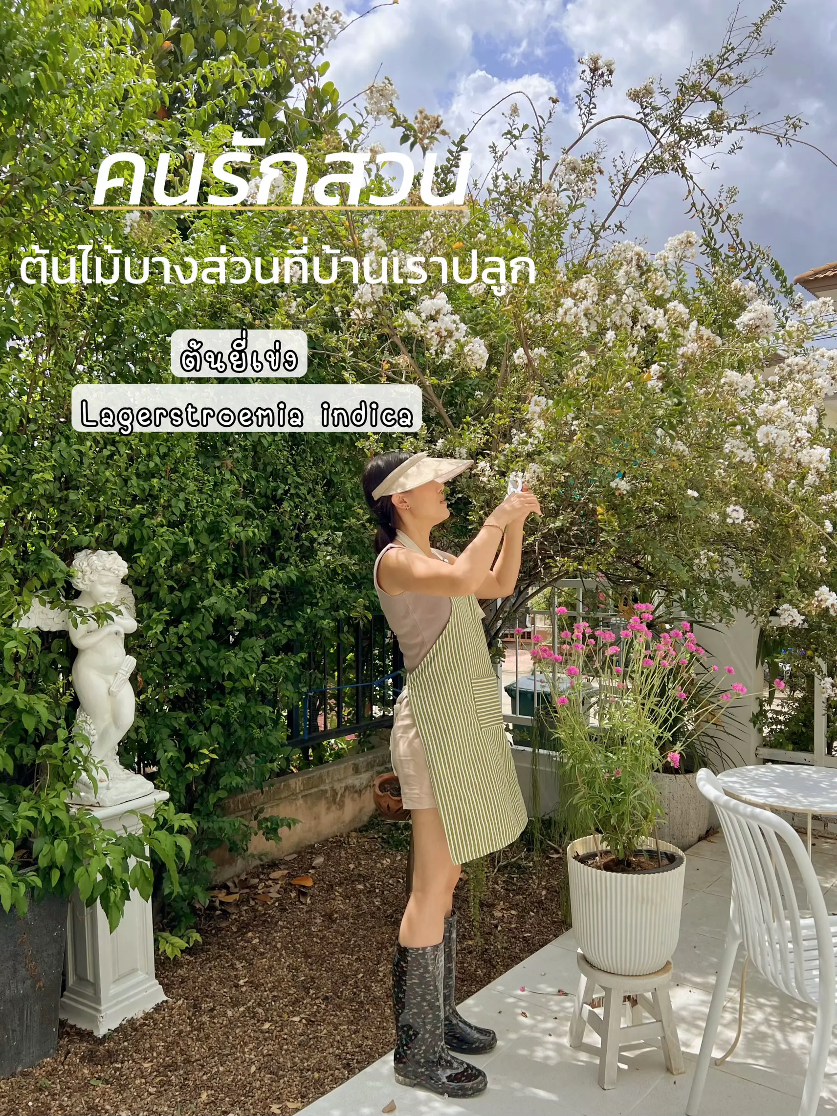 คนรักสวน ต้นไม้ที่บ้านเรา🌳🍃 | แกลเลอรีที่โพสต์โดย Salin Story🌸 | Lemon8