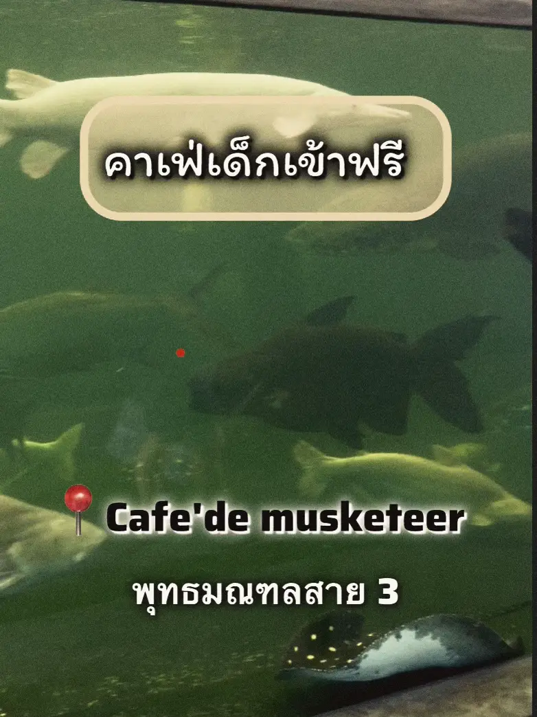 คาเฟ่สวนสัตว์เข้าฟรี cafe'de musketeer พุทธมณฑลสาย 3 | วิดีโอที่เผยแพร่ ...
