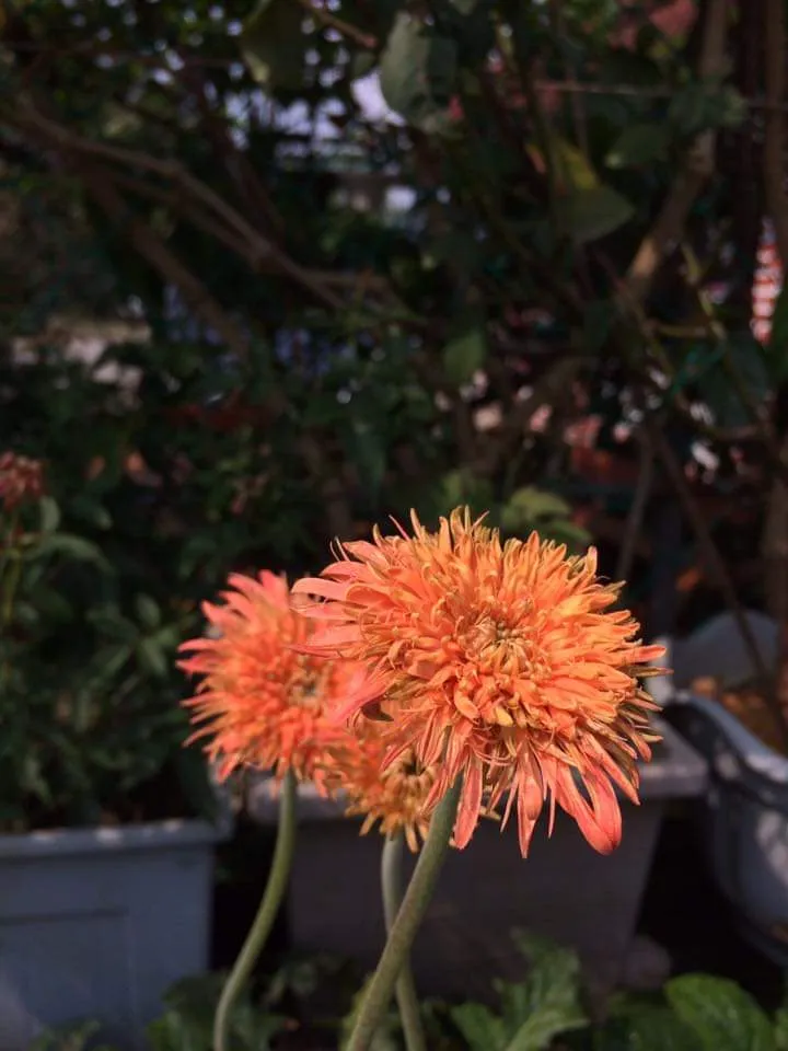 Tips tanam daisy agar sentiasa berbunga | Galeri disiarkan oleh kakpen ...