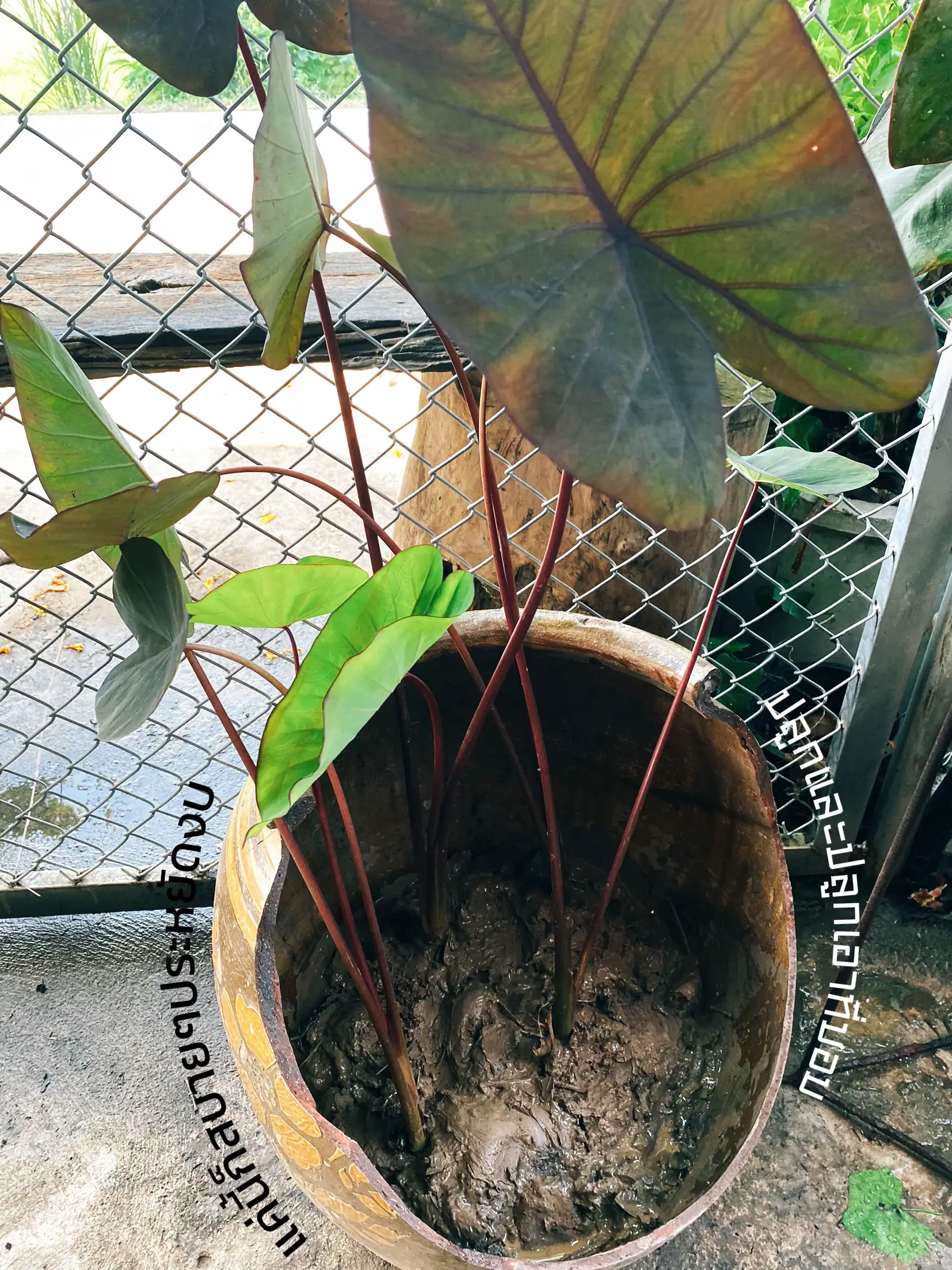 เจอโอ่งแตกบ้านตา | แกลเลอรีที่โพสต์โดย Sroy Thip | Lemon8