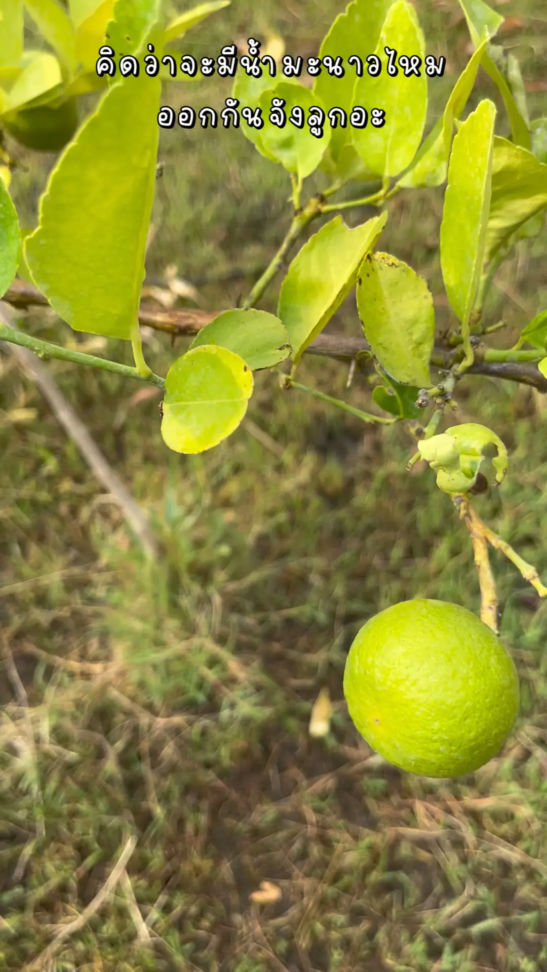 มะนาวในเข่ง | วิดีโอที่เผยแพร่โดย บ้านสวนchaiwat | Lemon8