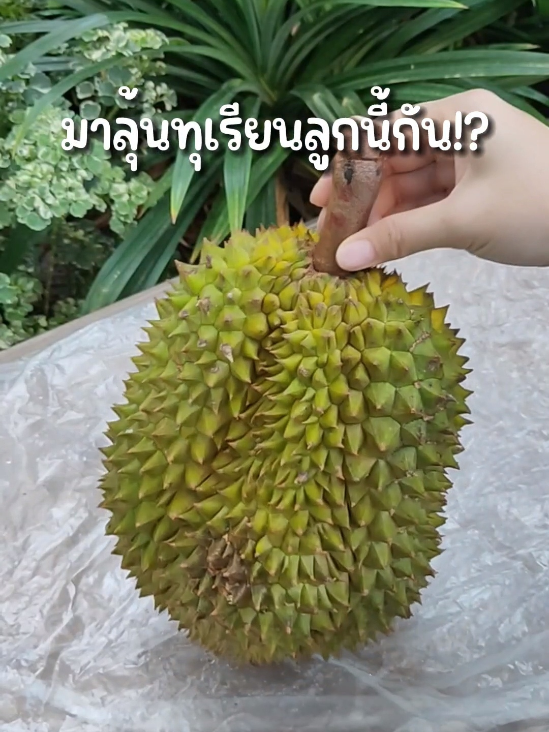 มาลุ้นทุเรียนลูกนี้กัน ?! | วิดีโอที่เผยแพร่โดย Umim is Happy | Lemon8