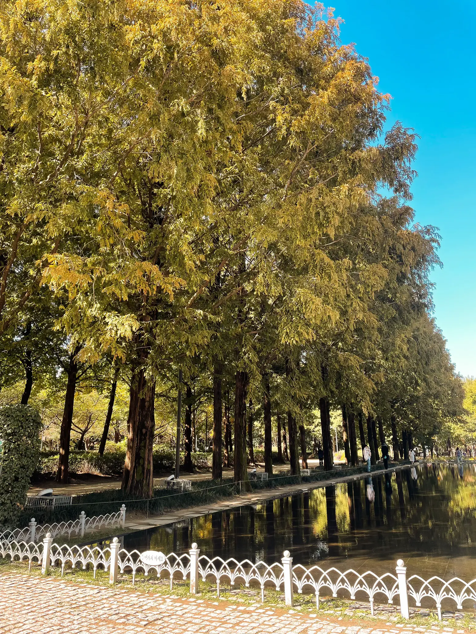 Autumn in Seoul Forest Park🌙 | แกลเลอรีที่โพสต์โดย Stockhome | Lemon8