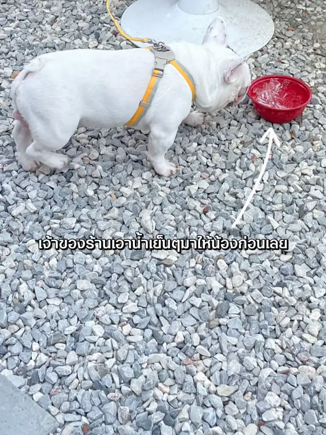 IN MY ELEMENT Cafe Pet Friendly100% หมาเข้าโซนแอร์ได้ | แกลเลอรีที่ ...