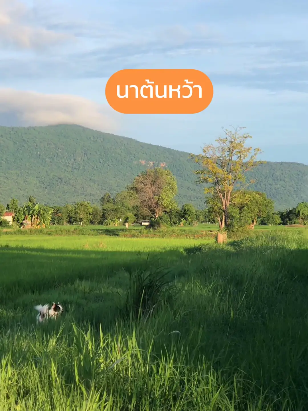 นาต้นหว้า | วิดีโอที่เผยแพร่โดย Pu Ozone | Lemon8