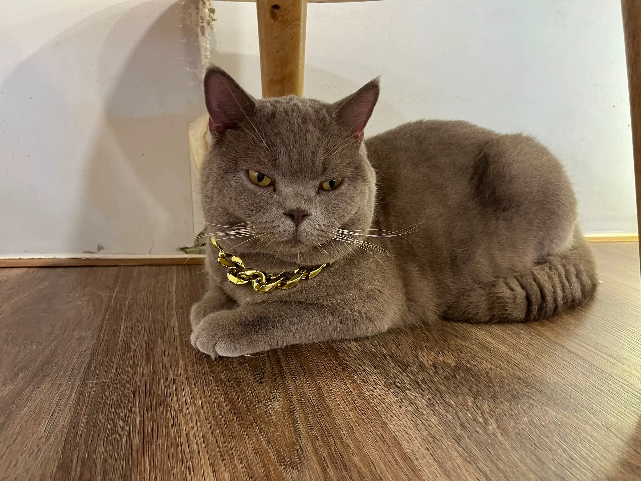 MALI CAT CAFE’ | แกลเลอรีที่โพสต์โดย Kiawkoi🌻 | Lemon8