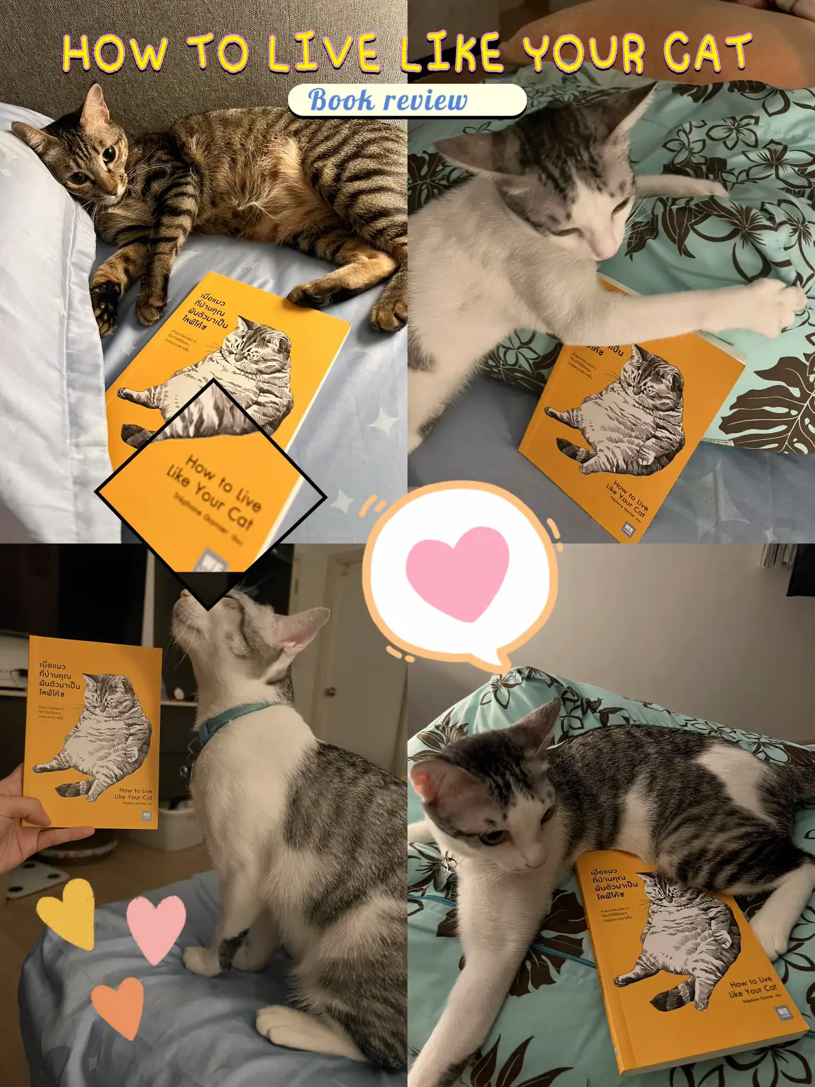How to live like your cat 🐱🐱🐱 | แกลเลอรีที่โพสต์โดย นกนกอยากผอม | Lemon8