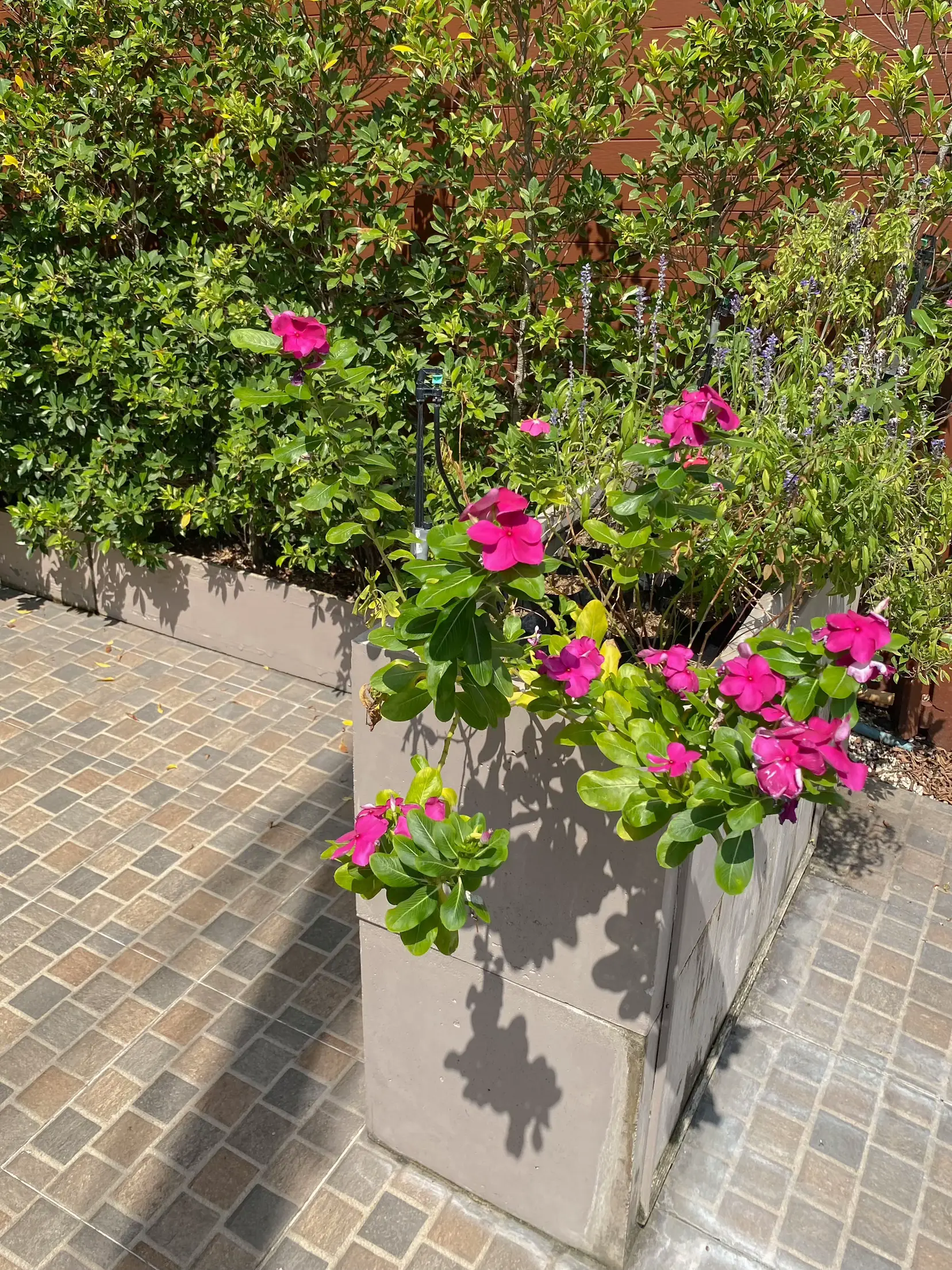 CHOU X BURY ร้านคาเฟ่สไตล์อังกฤษย่านนิมมานเชียงใหม่ 💐 | แกลเลอรีที่ ...