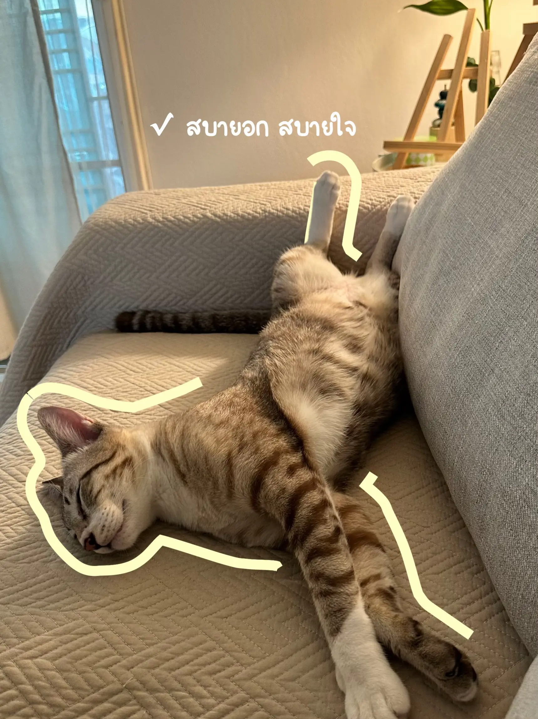 ท่านอนแบบนี้แปลว่าอะไร ?🐱🐈 | แกลเลอรีที่โพสต์โดย Temmy天美💕 | Lemon8