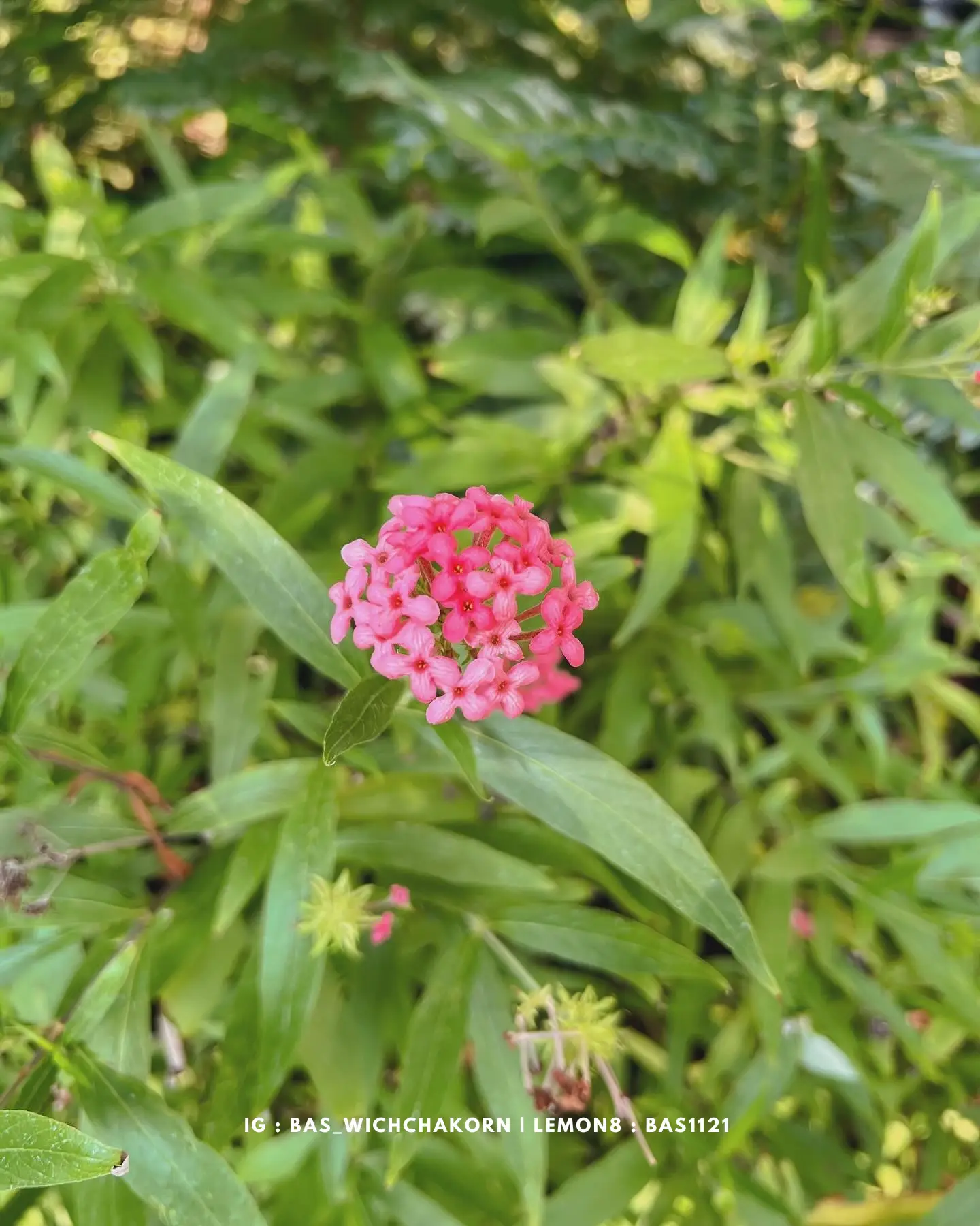 Tavy’s Home Café @ สุขุมวิท 97/1 | แกลเลอรีที่โพสต์โดย BAS🐻 | Lemon8