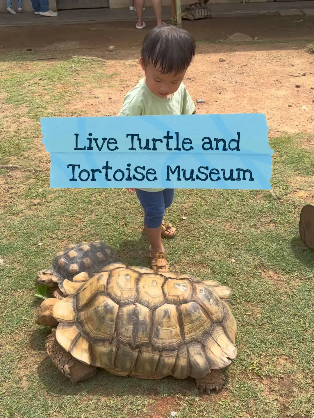 What are the tortoise species at the museum? | 2025 real user ...