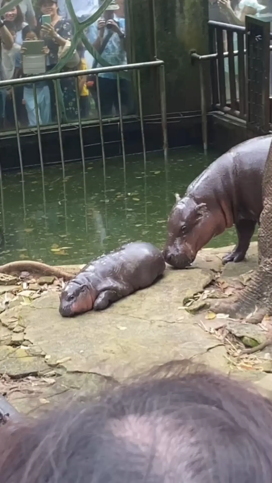 หมูเด้งๆๆๆ🥰 | วิดีโอที่เผยแพร่โดย Neth♡ | Lemon8