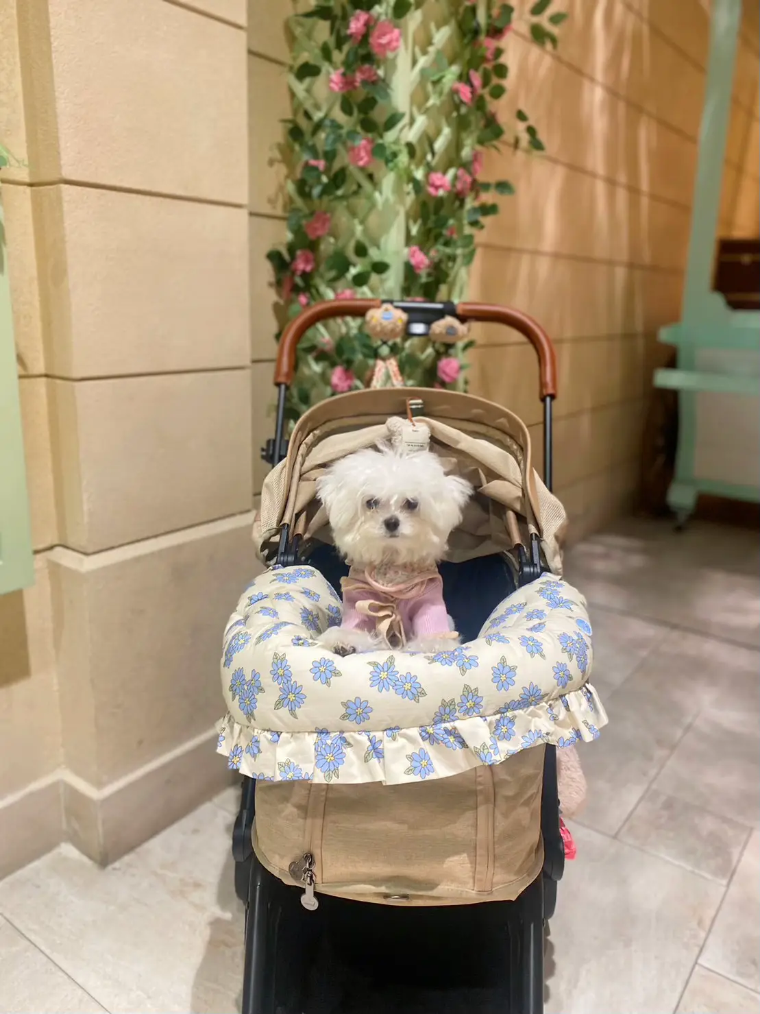 รถเข็นน้องหมา ไอเทมที่คนรักหมาต้องมี🐶🧡 | แกลเลอรีที่โพสต์โดย หมาNami ...
