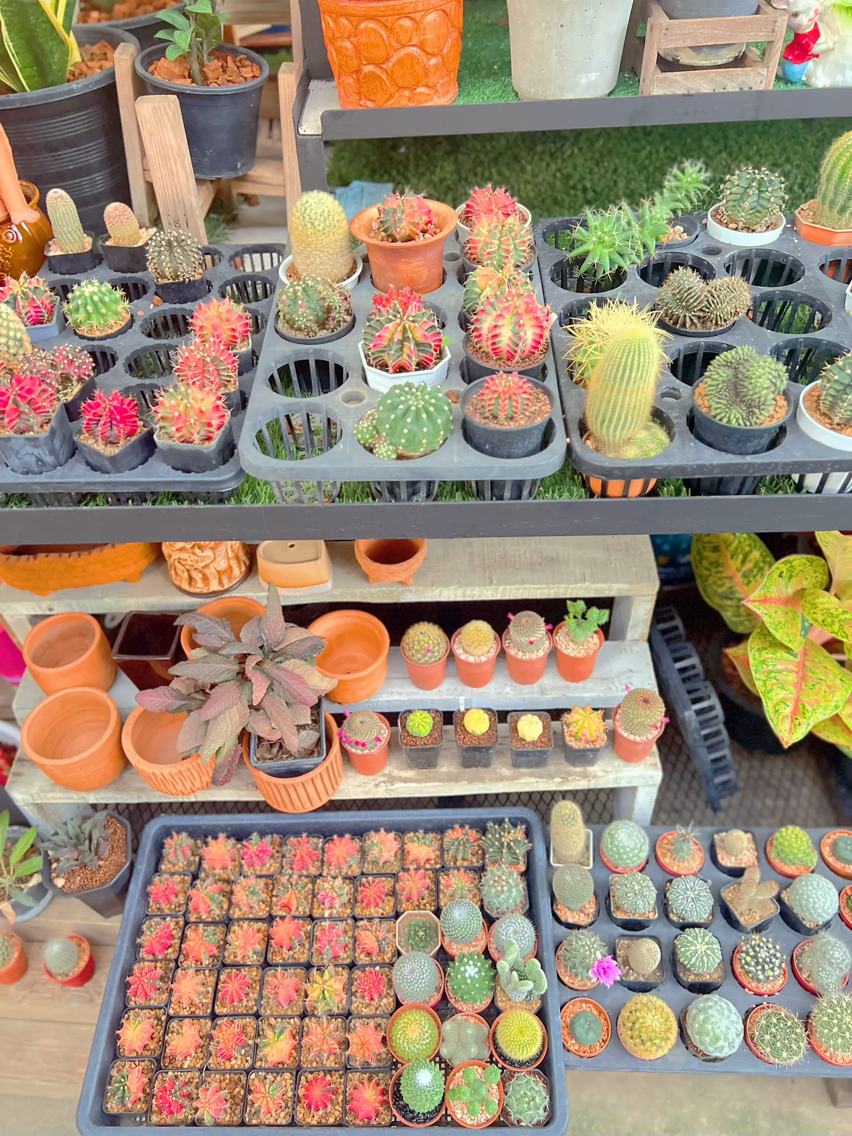 ตลาดต้นไม้ประตูกรุงเทพ - การค้นหาใน Lemon8