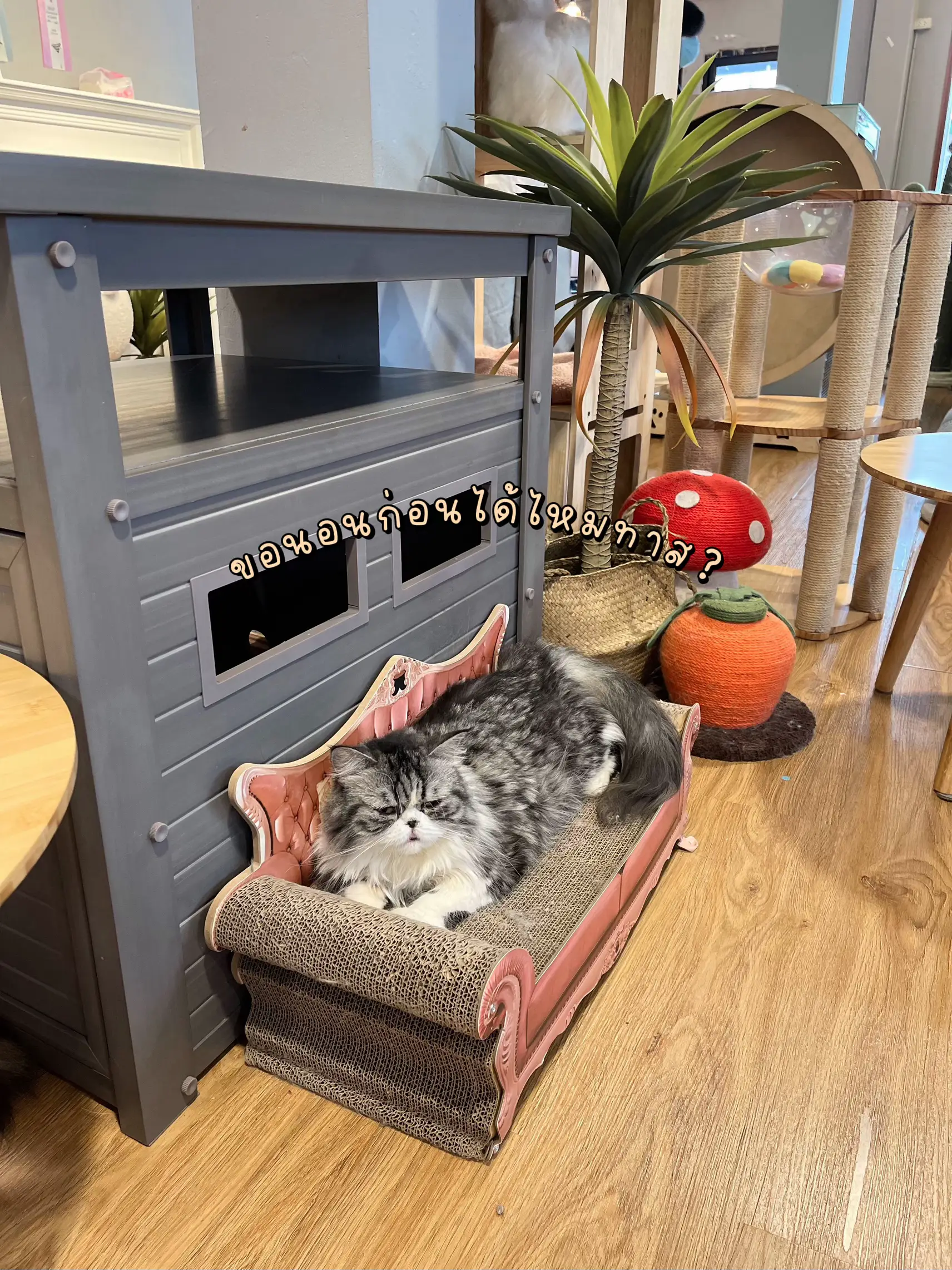 🐈💓Catnip house cat cafe’(คาเฟ่น้องแมว) @พหลโยธิน 37/1 | แกลเลอรีที่ ...