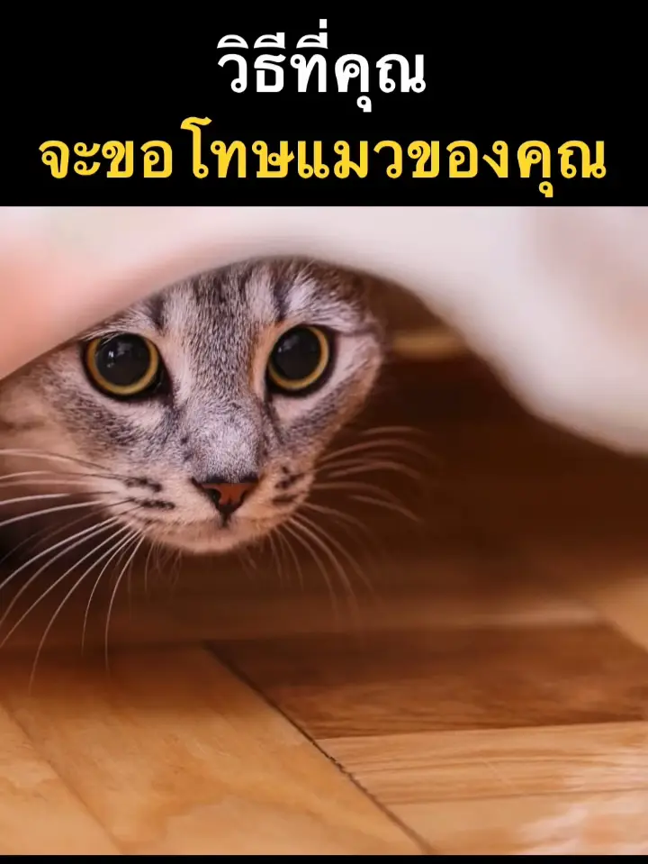 จะขอโทษน้องแมวยังไงนะ 😿? | วิดีโอที่เผยแพร่โดย Pets Factor | Lemon8