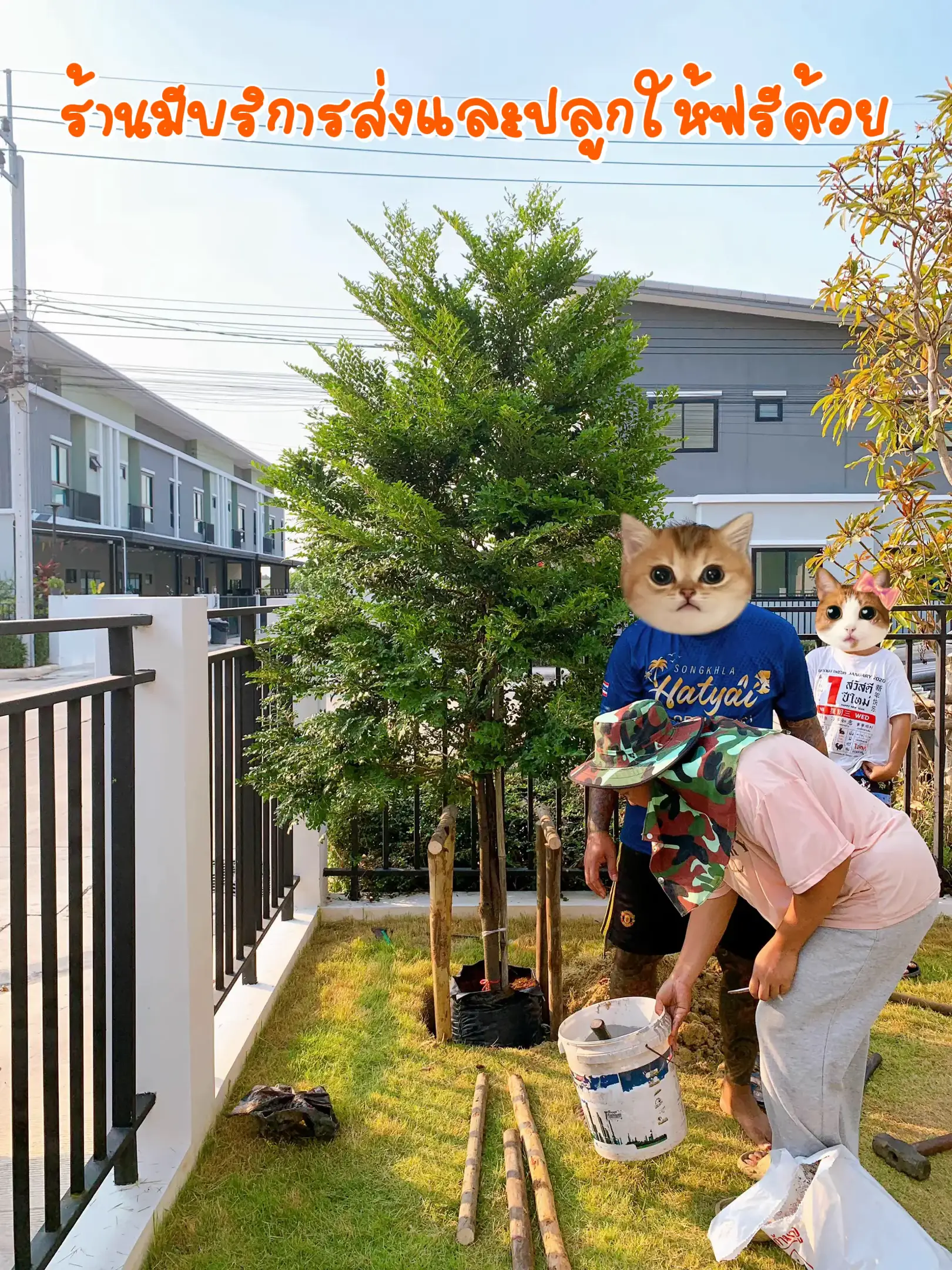ต้นล่ำซำ ไม้มงคลฟอร์มสวย ปลูกเสริมโชคลาภ แถมให้ร่มเงา 🌳 แกลเลอรีที่