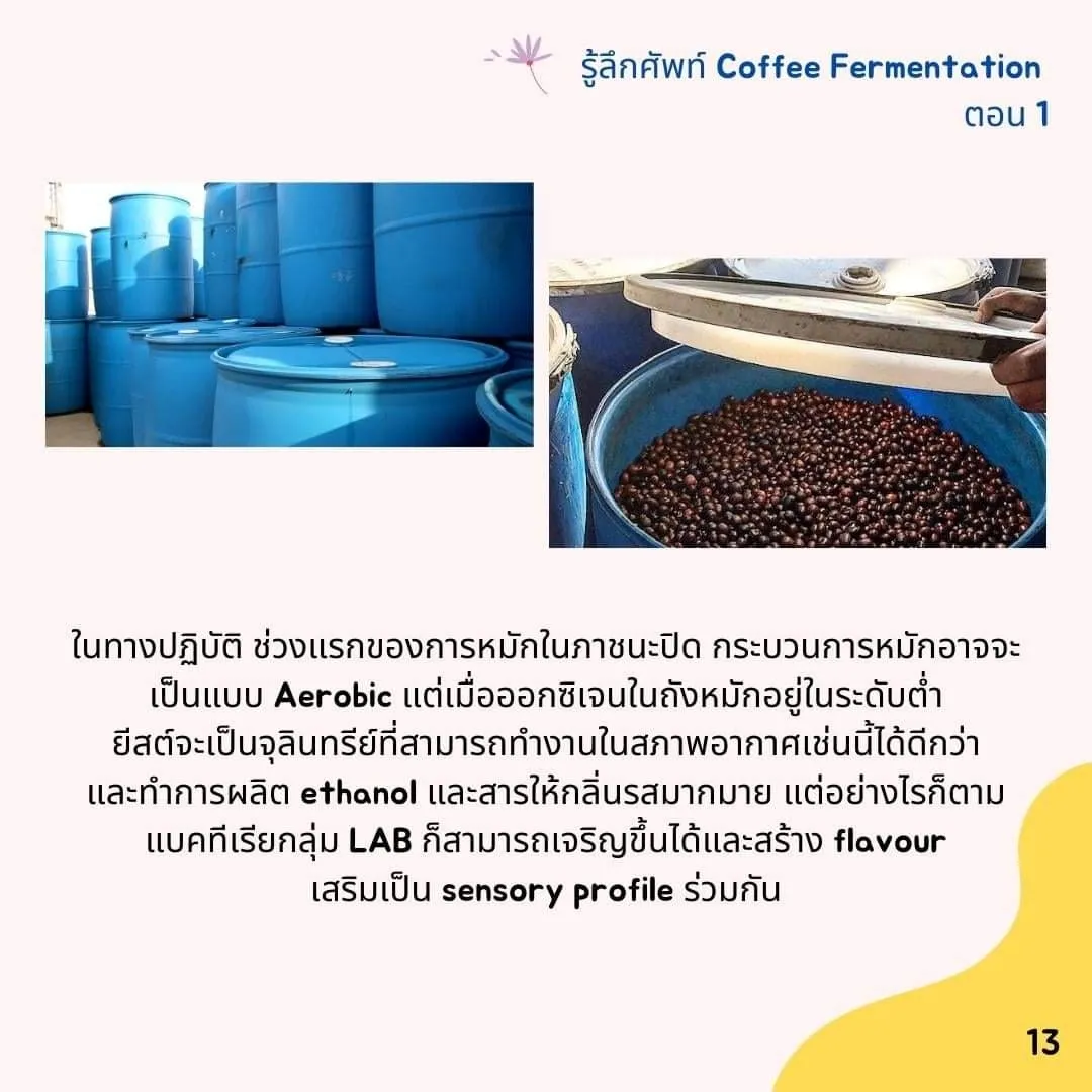 "รู้ลึกศัพท์ Coffee Fermentation ตอนที่1 (ต่อ) | แกลเลอรีที่โพสต์โดย ...