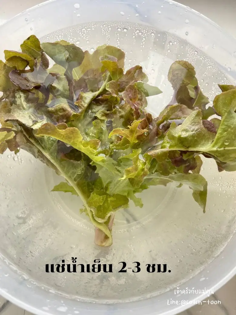 🥬”คืนชีพผักเหี่ยว“ ให้กลับมาสดอีกครั้ง | แกลเลอรีที่โพสต์โดย แม่ตูน ...