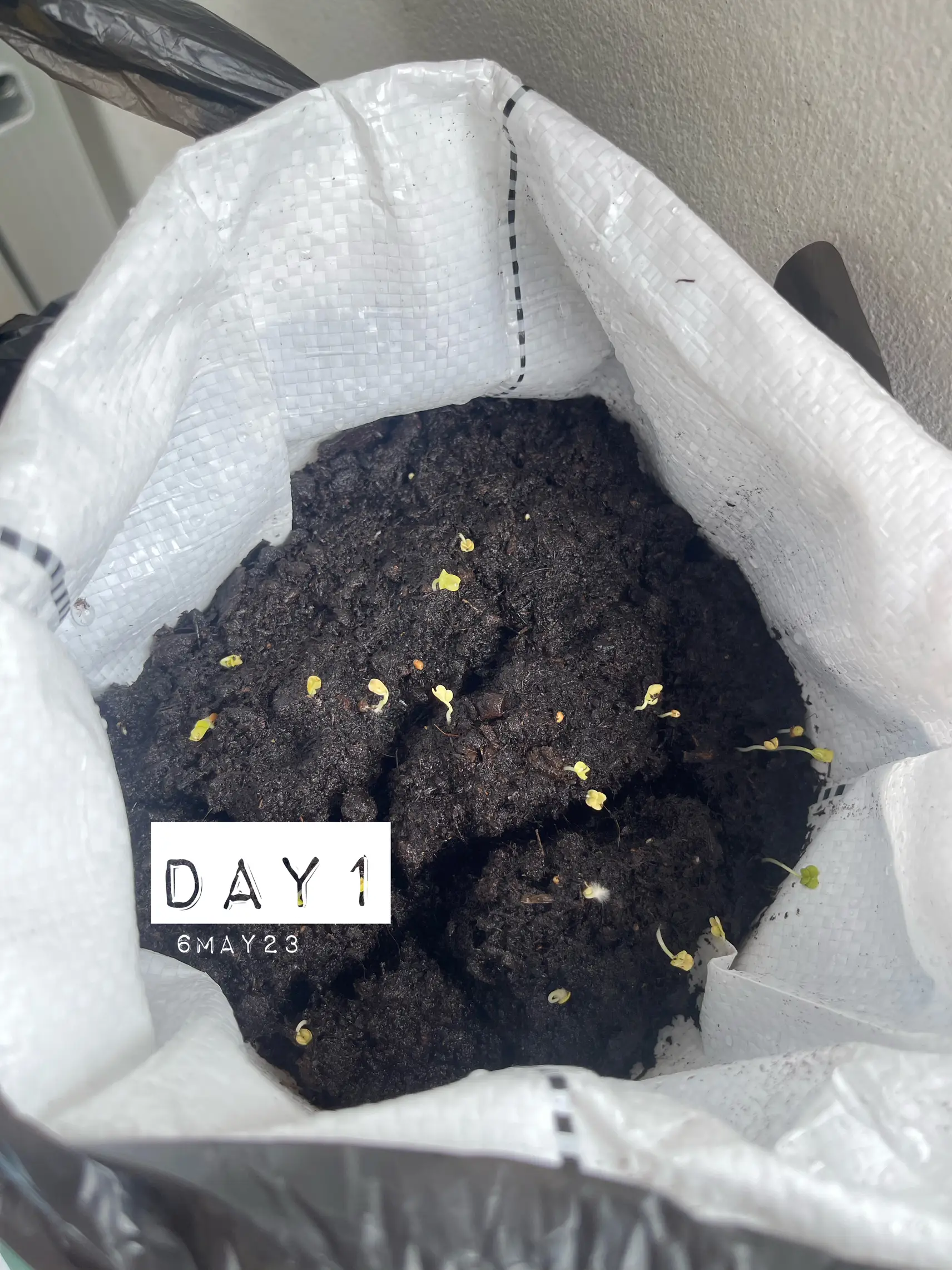 🪴Hello Kale ราชินีผัก🪴 | Punchが投稿したフォトブック | Lemon8